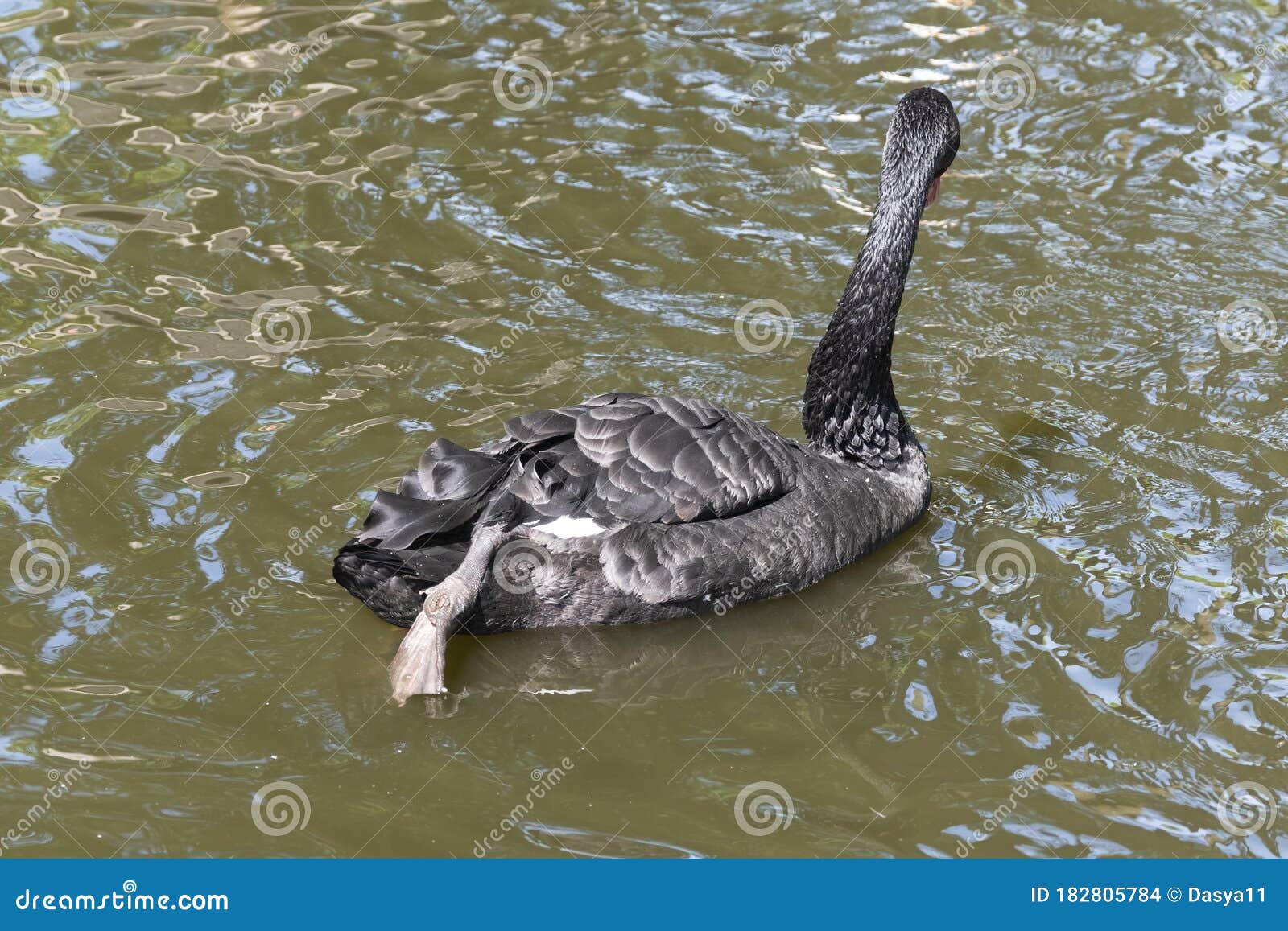 One Swan Keeps Its Leg Stretched Backwards Above the Water while ...