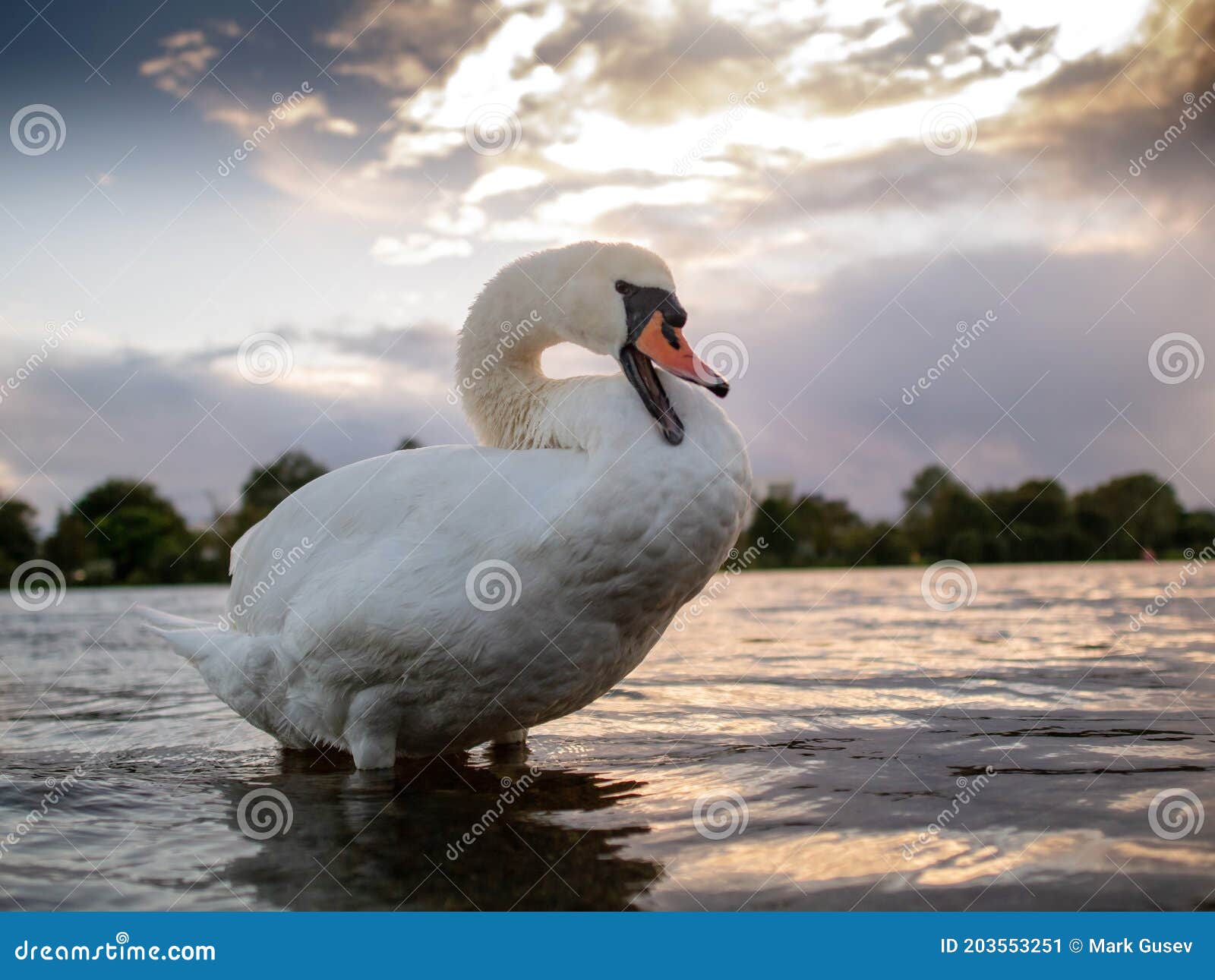 One Swan in a River. Cloudy Sky Stock Image - Image of family ...