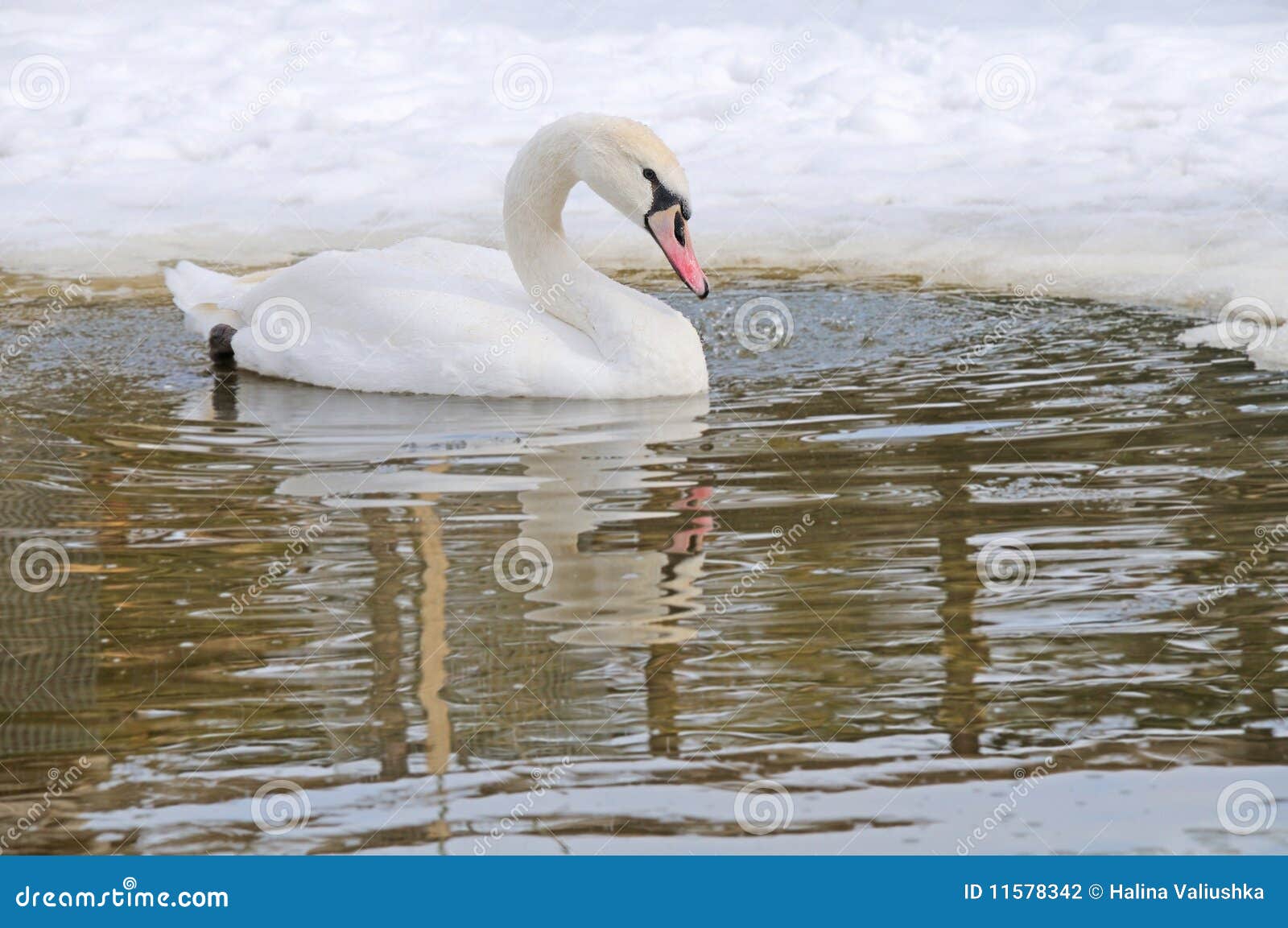 One swan swiming stock photo. Image of river, beautiful - 11578342