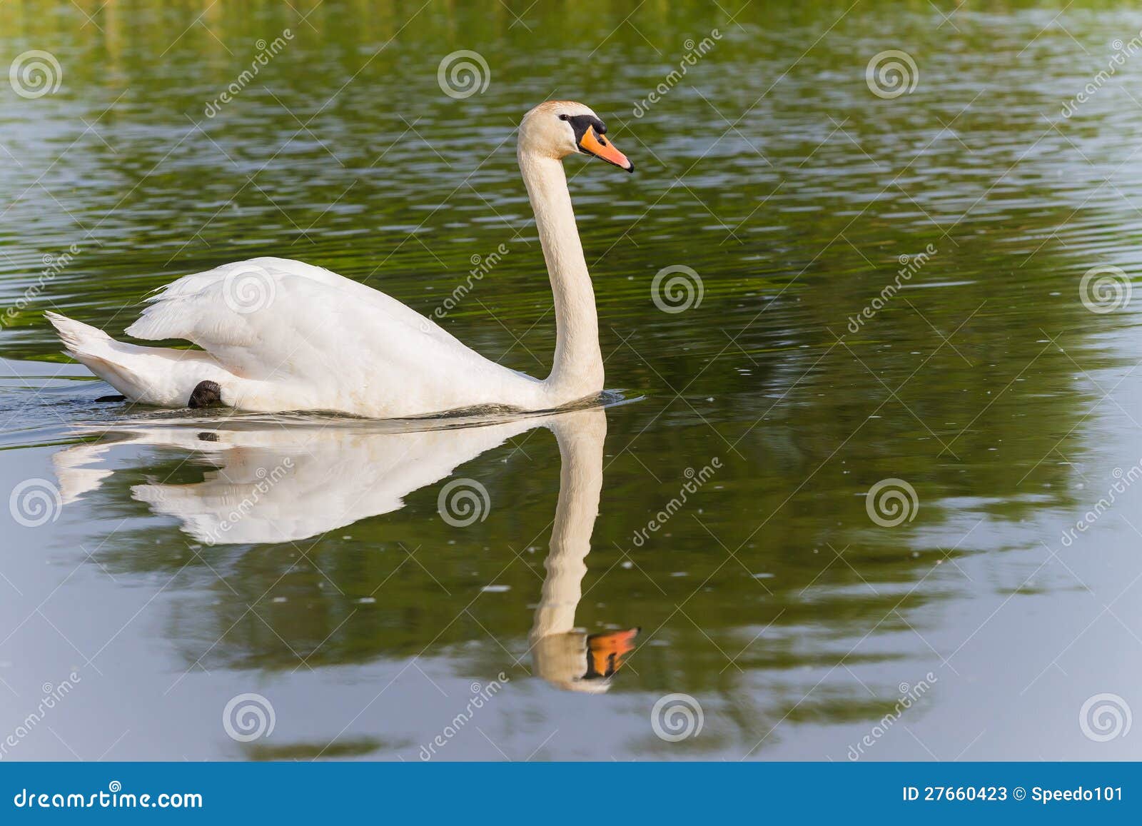 One swan swimming stock image. Image of graceful, nature - 27660423
