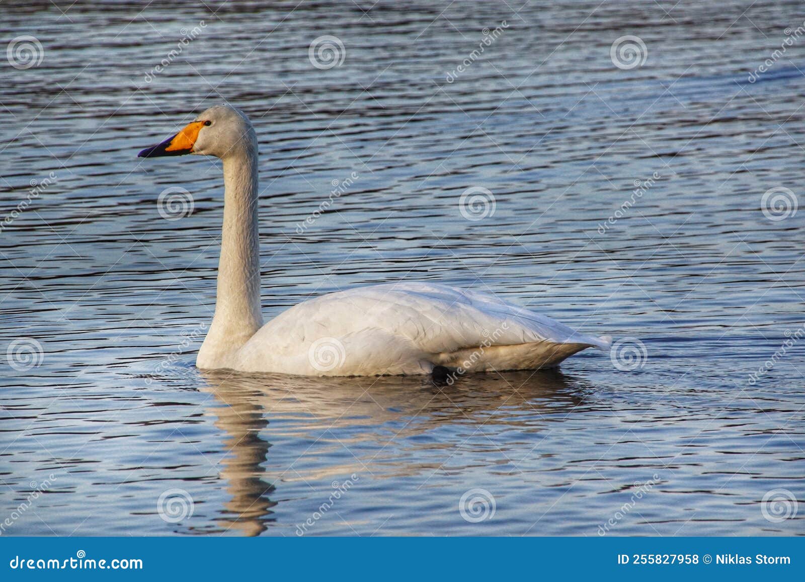 One Swan Swimming in the Sea Stock Photo - Image of bird, swan: 255827958