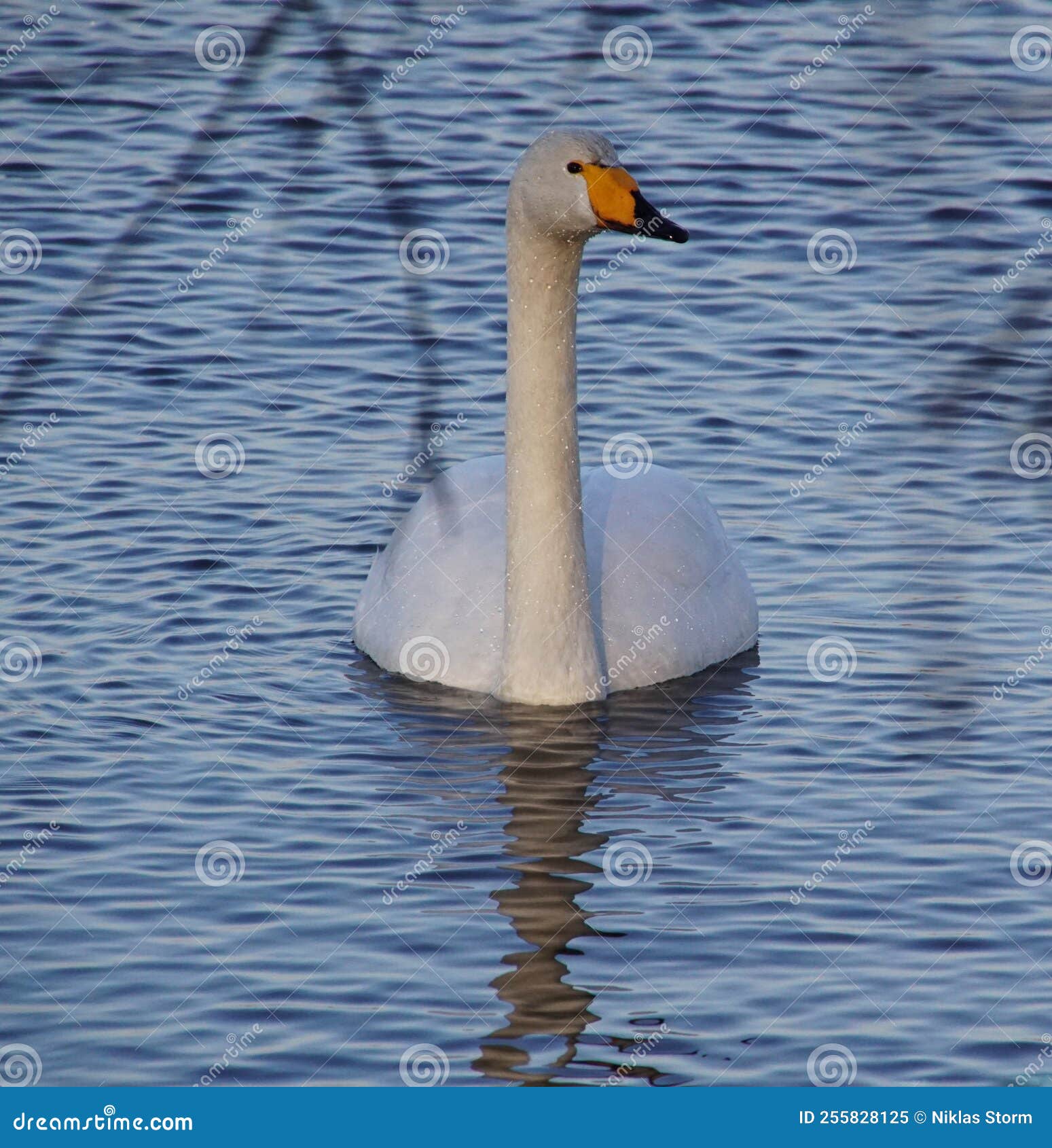 One Swan Swimming in the Sea Stock Image - Image of pond, goose: 255828125