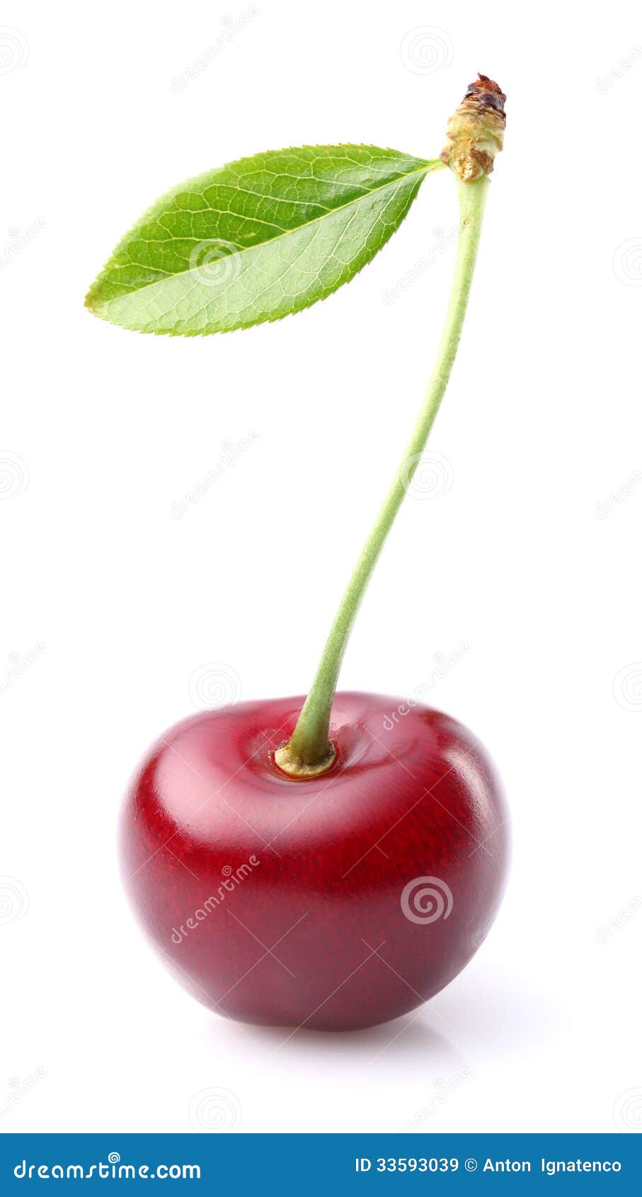 One sweet cherry stock image. Image of berry, cherry - 33593039