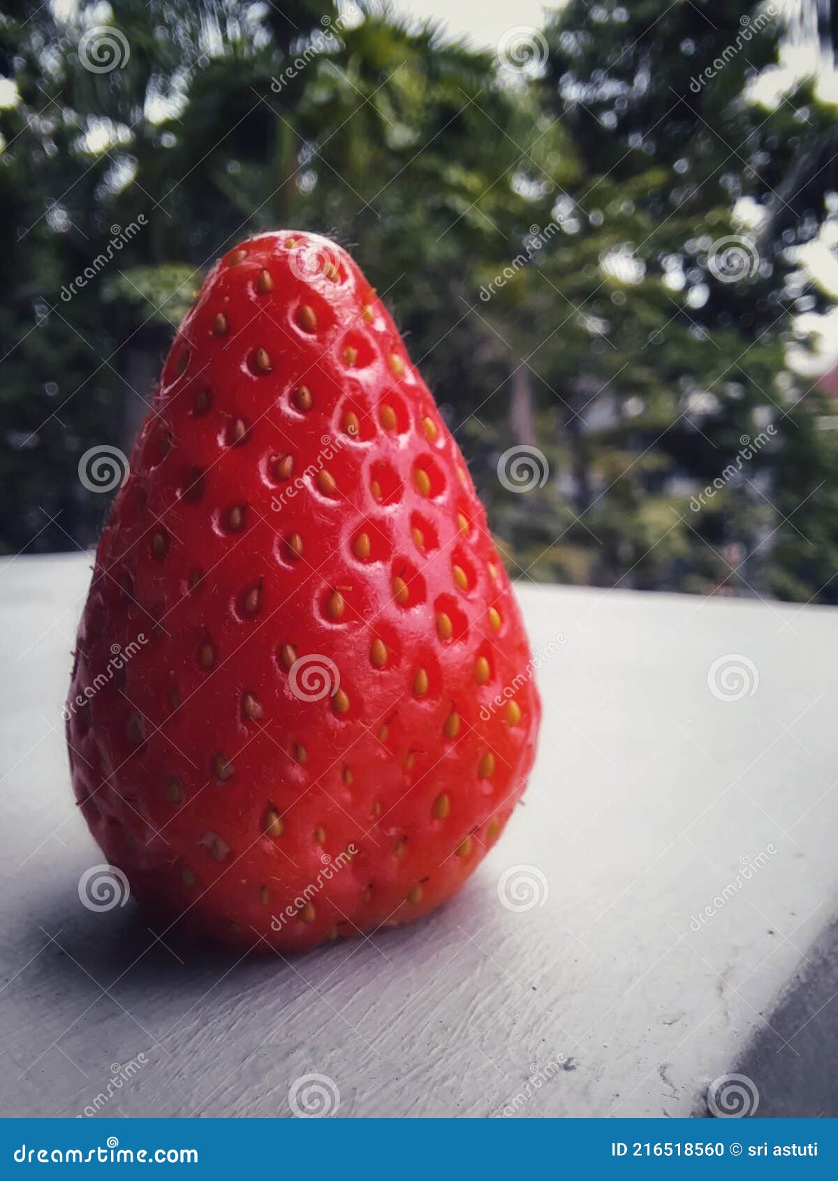 One Sweet and Fresh Strawberry is Delicious Stock Photo - Image of ...
