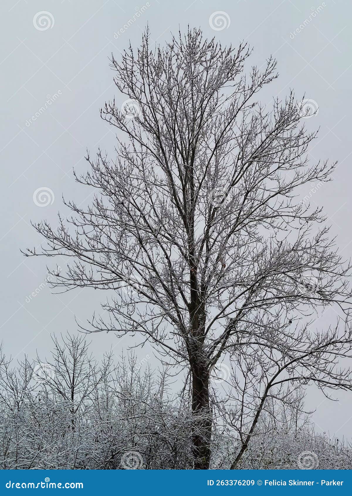 One Tall Sniw Covered Tree Standing Taller Than the Rest. Stock Image ...