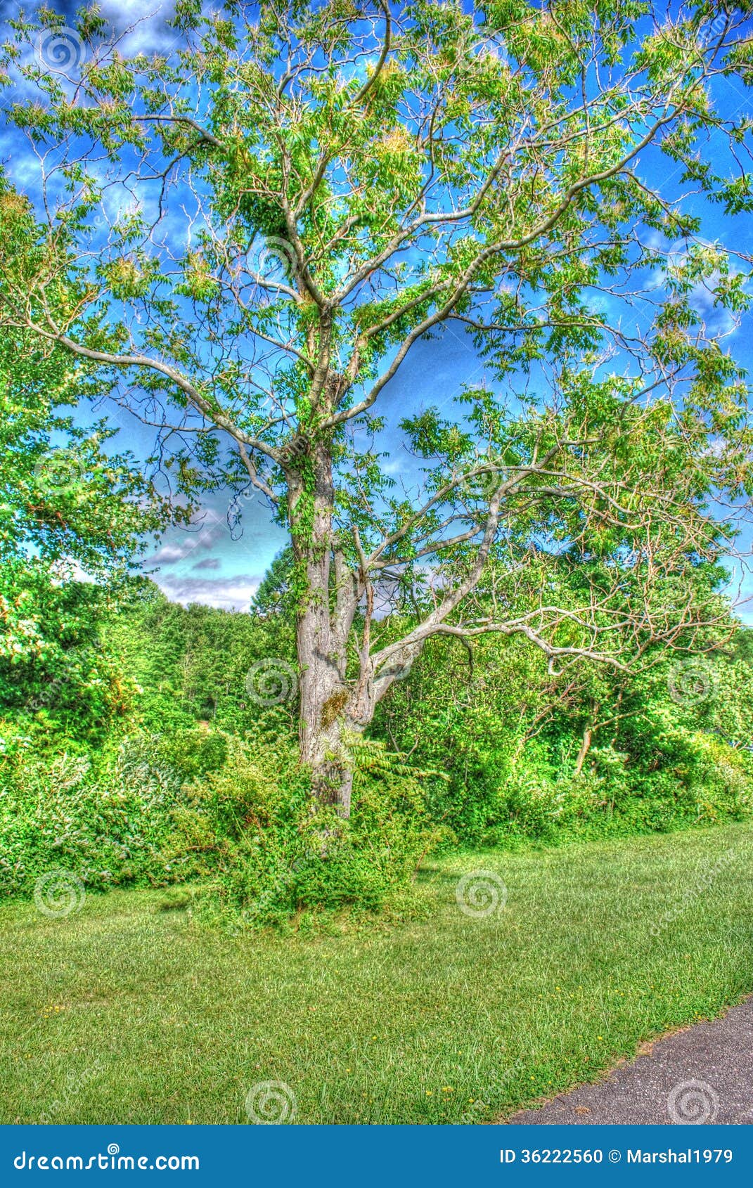 One tall tree stock photo. Image of branches, leaves - 36222560