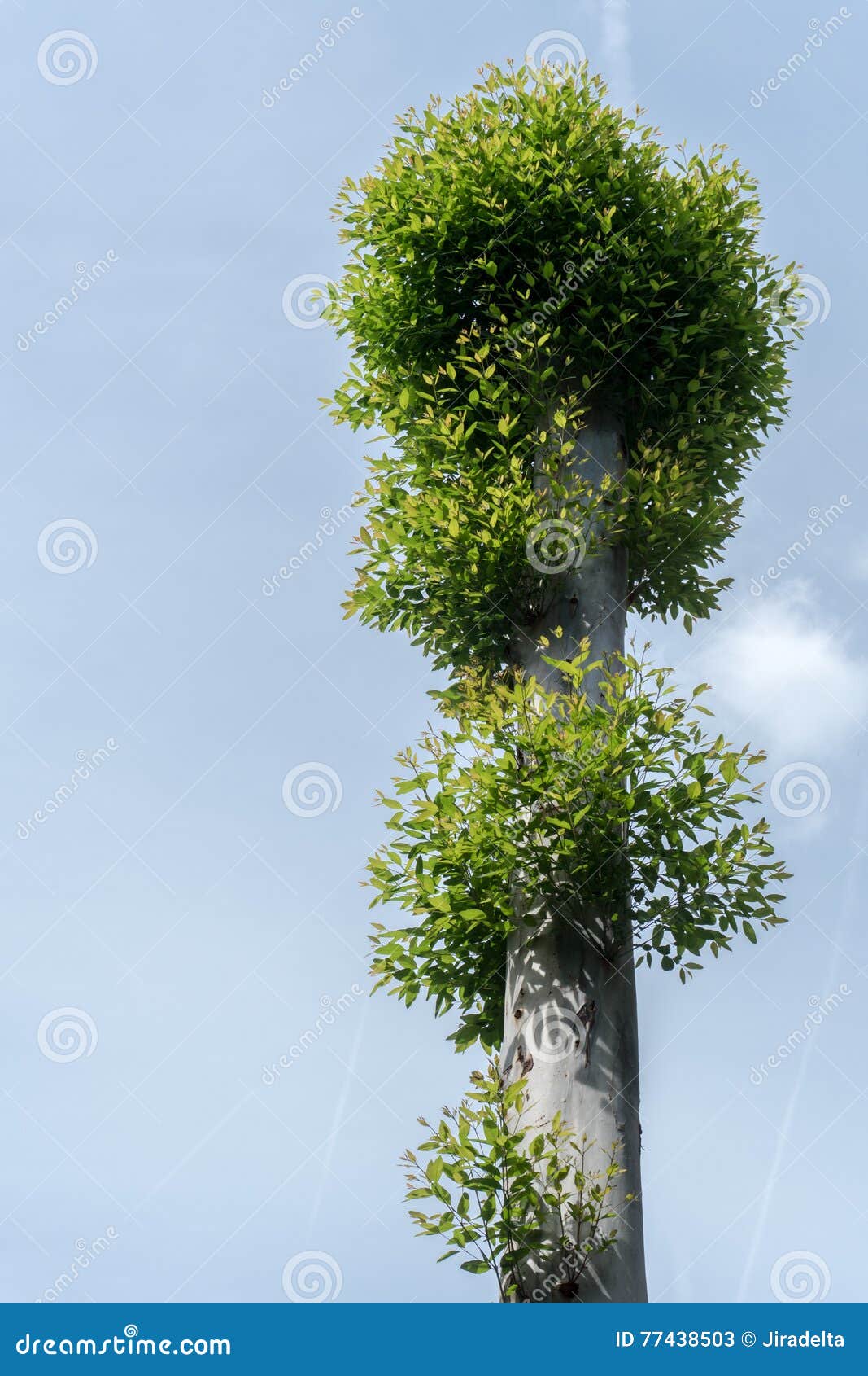 One Tall Tree stock image. Image of pine, summer, park - 77438503