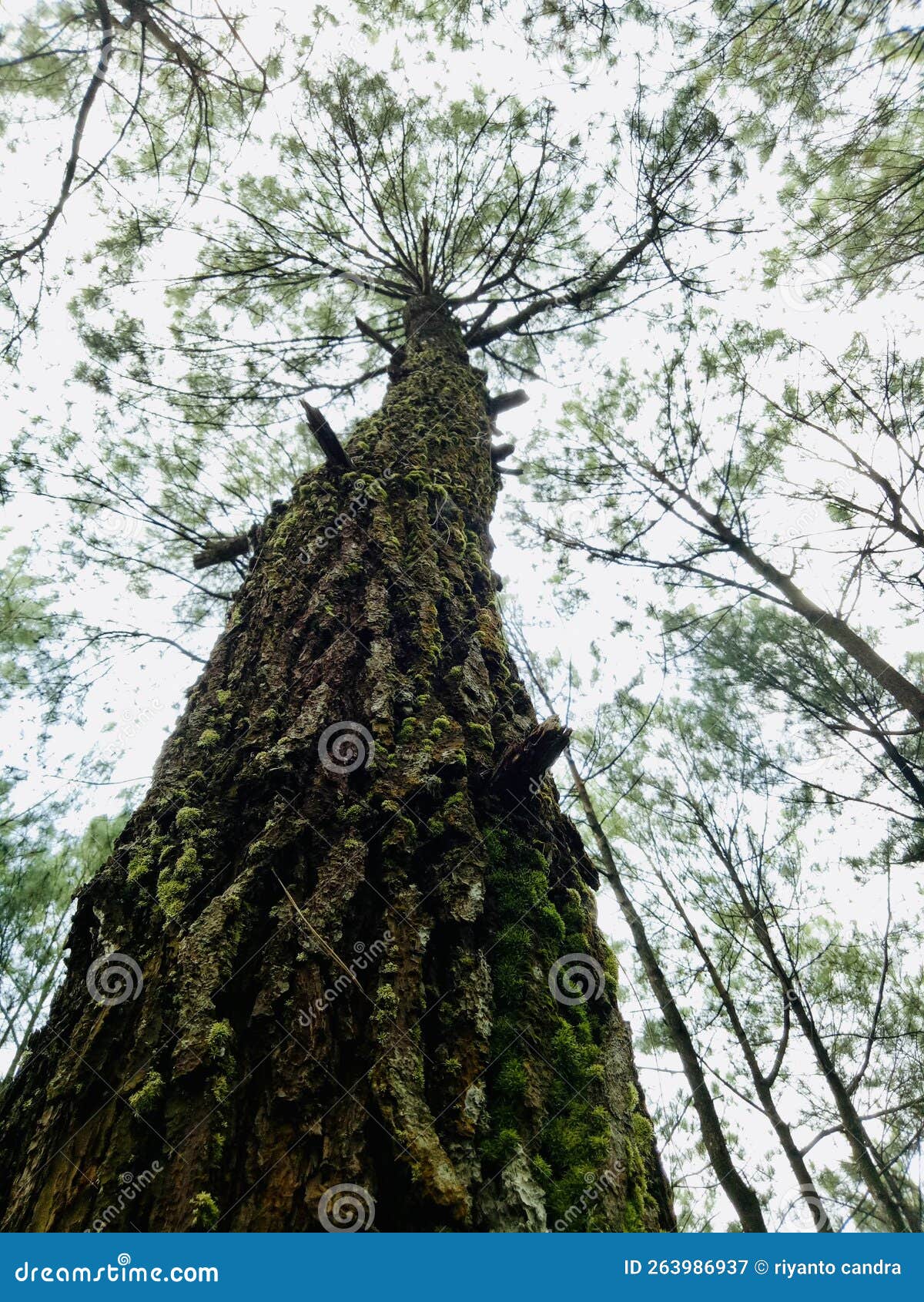 Tallest Pine Trees Stock Photo | CartoonDealer.com #276166056