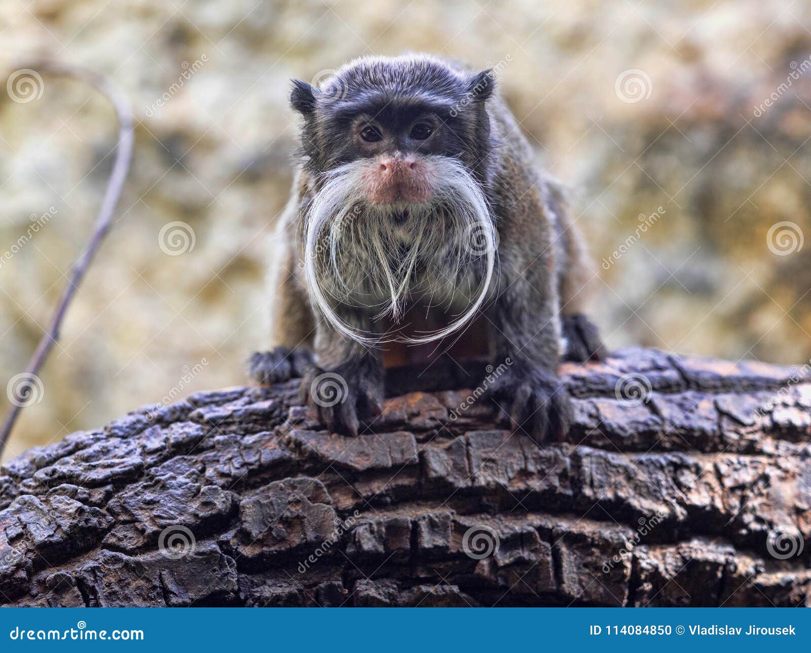 Tamarin Emperor, Saguinus Imperator Subgrisescens, Has a Strong Beard ...