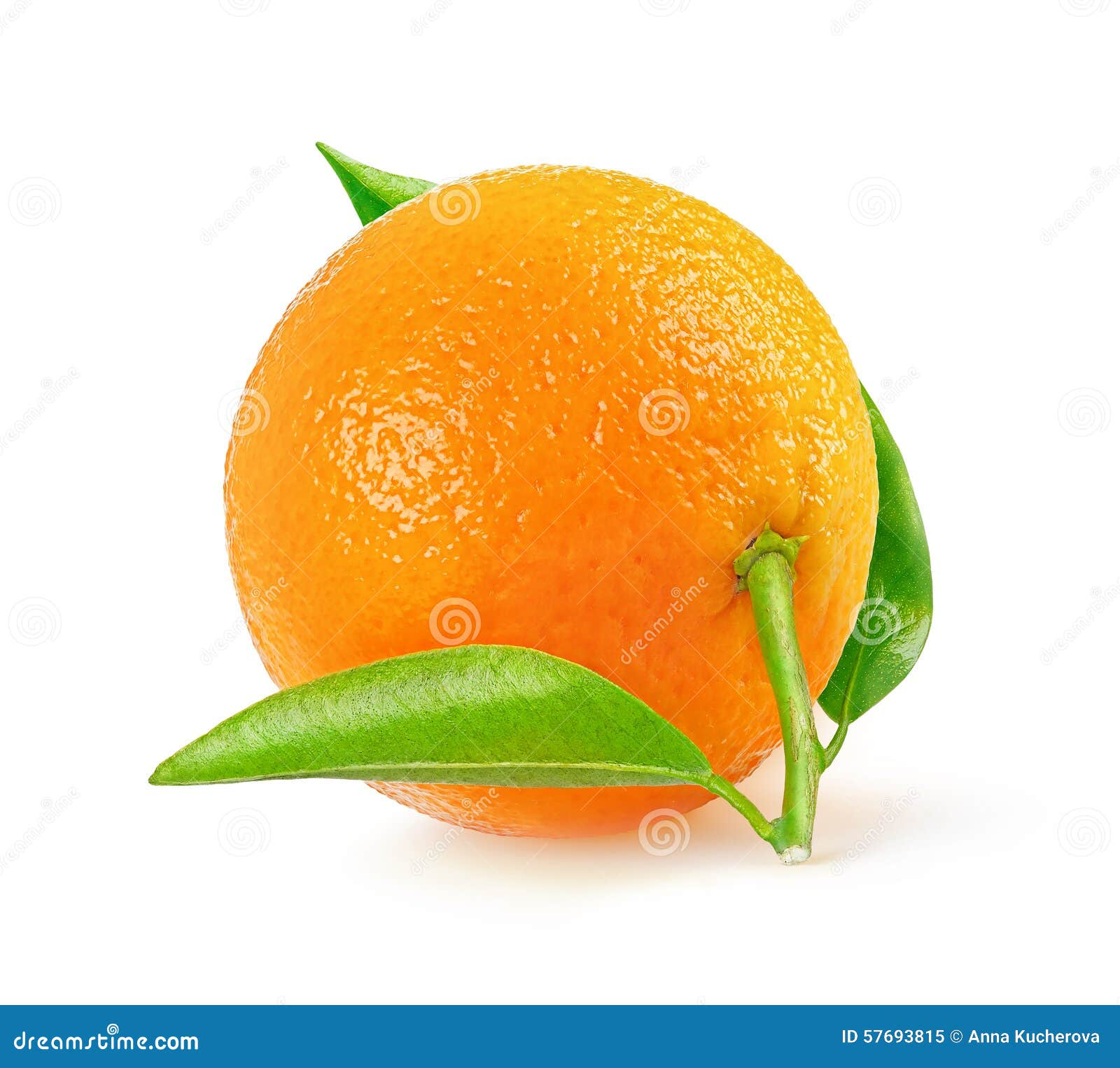 One tangerine stock image. Image of beautiful, macro - 57693815