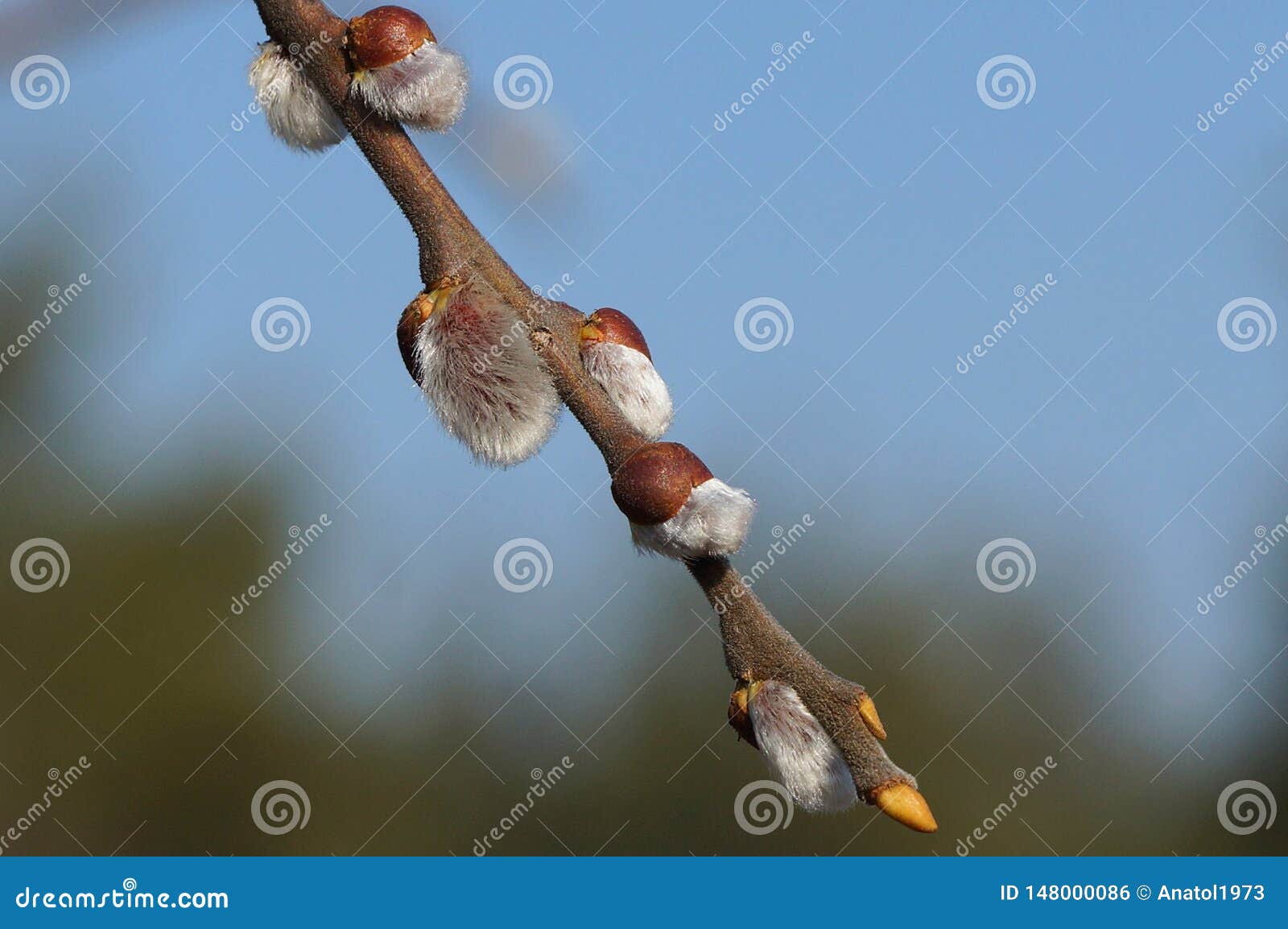One Thin Gray Branch with White Seals Stock Photo - Image of botanic ...