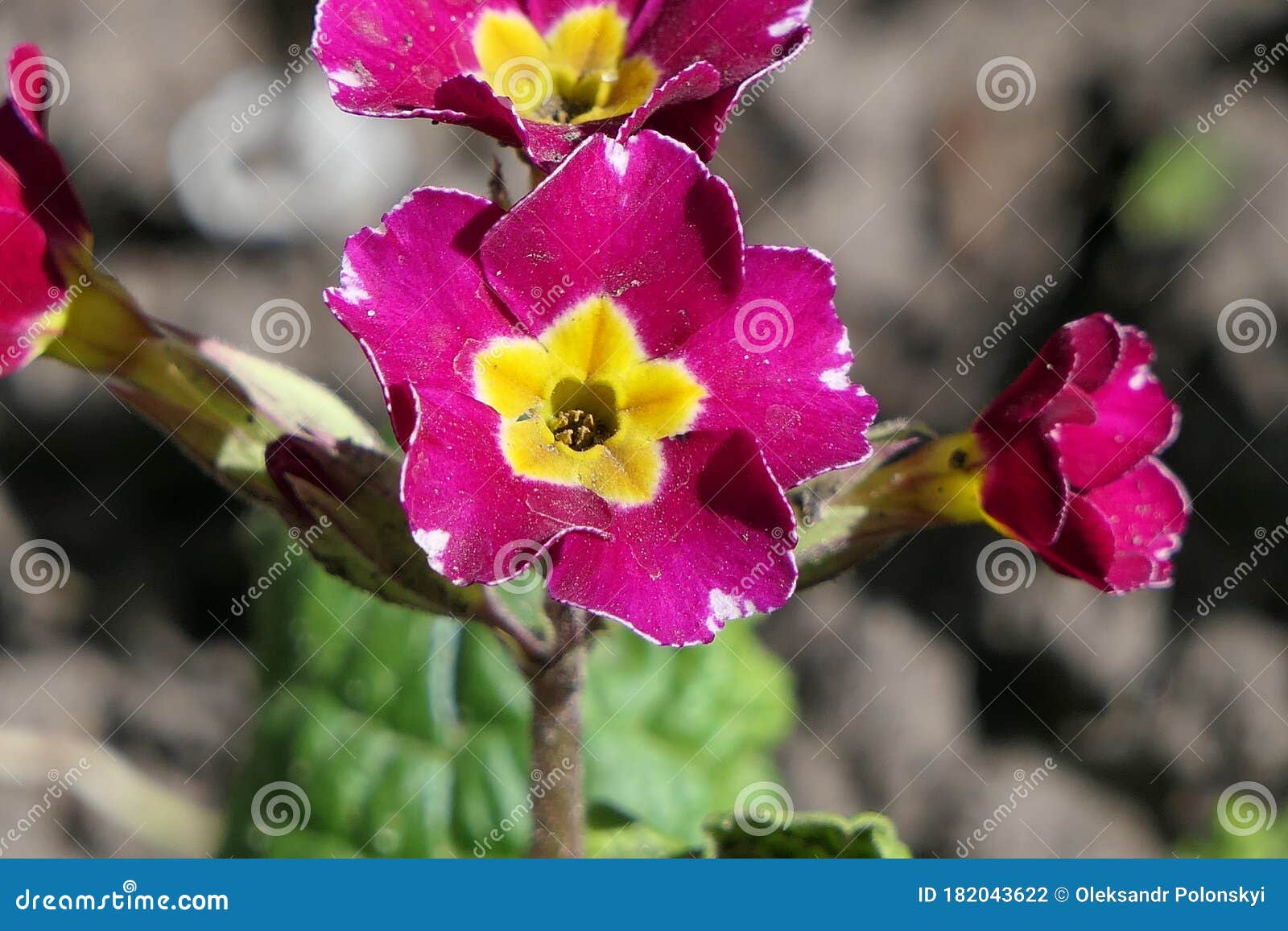 On One Thin Peduncle - 4 Flowers with Raspberry Colored Petals. Stock ...