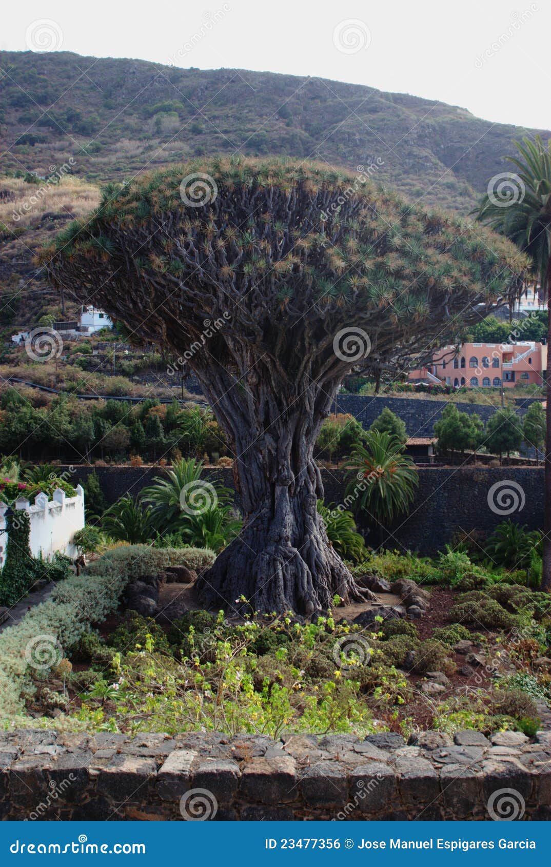 One Thousand Year Dragon Tree 1 Stock Photo - Image of plant, landmark ...