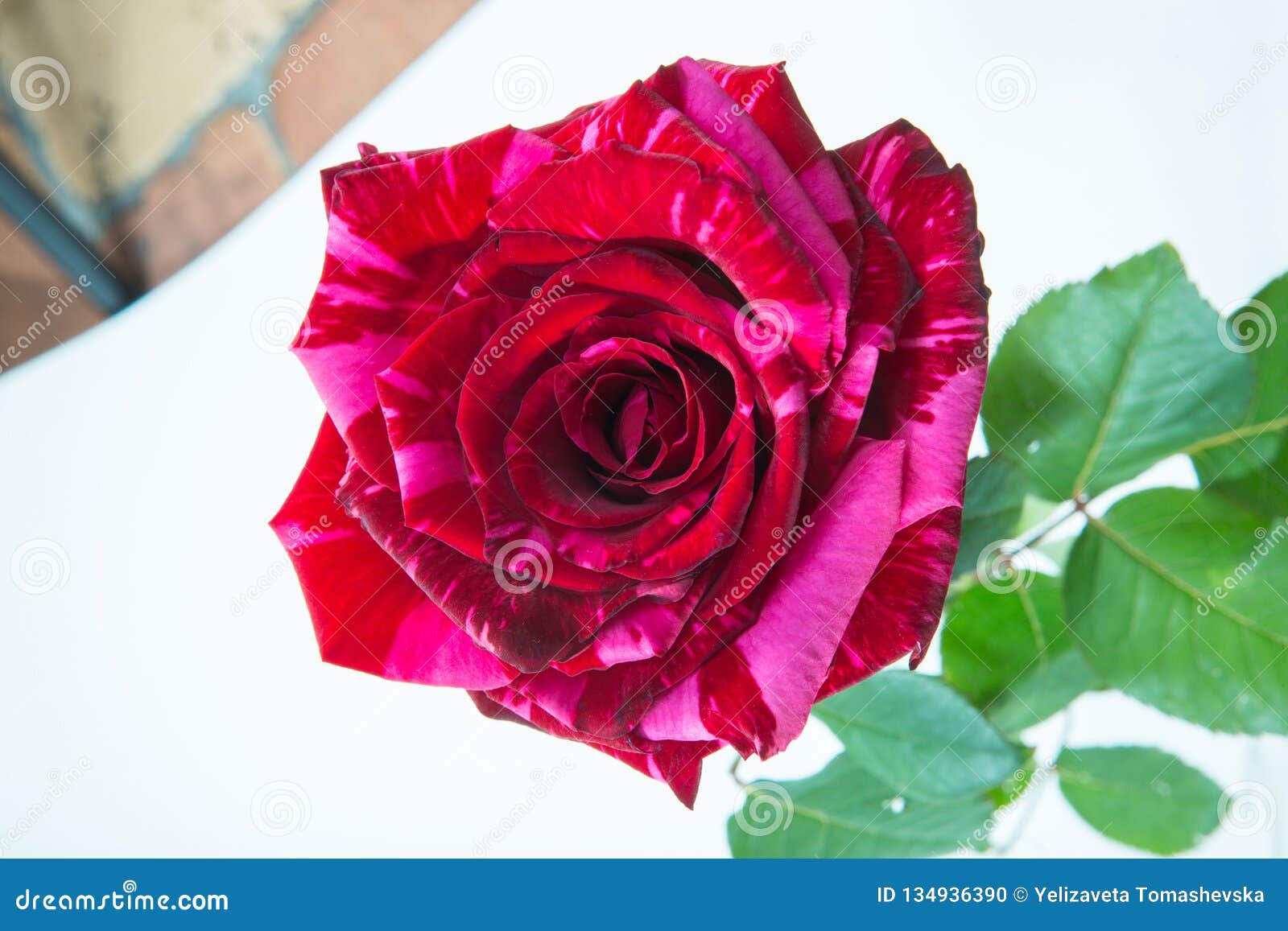 One Tiger Striped Red Rose Close-up, Bud View from All Macro on White ...