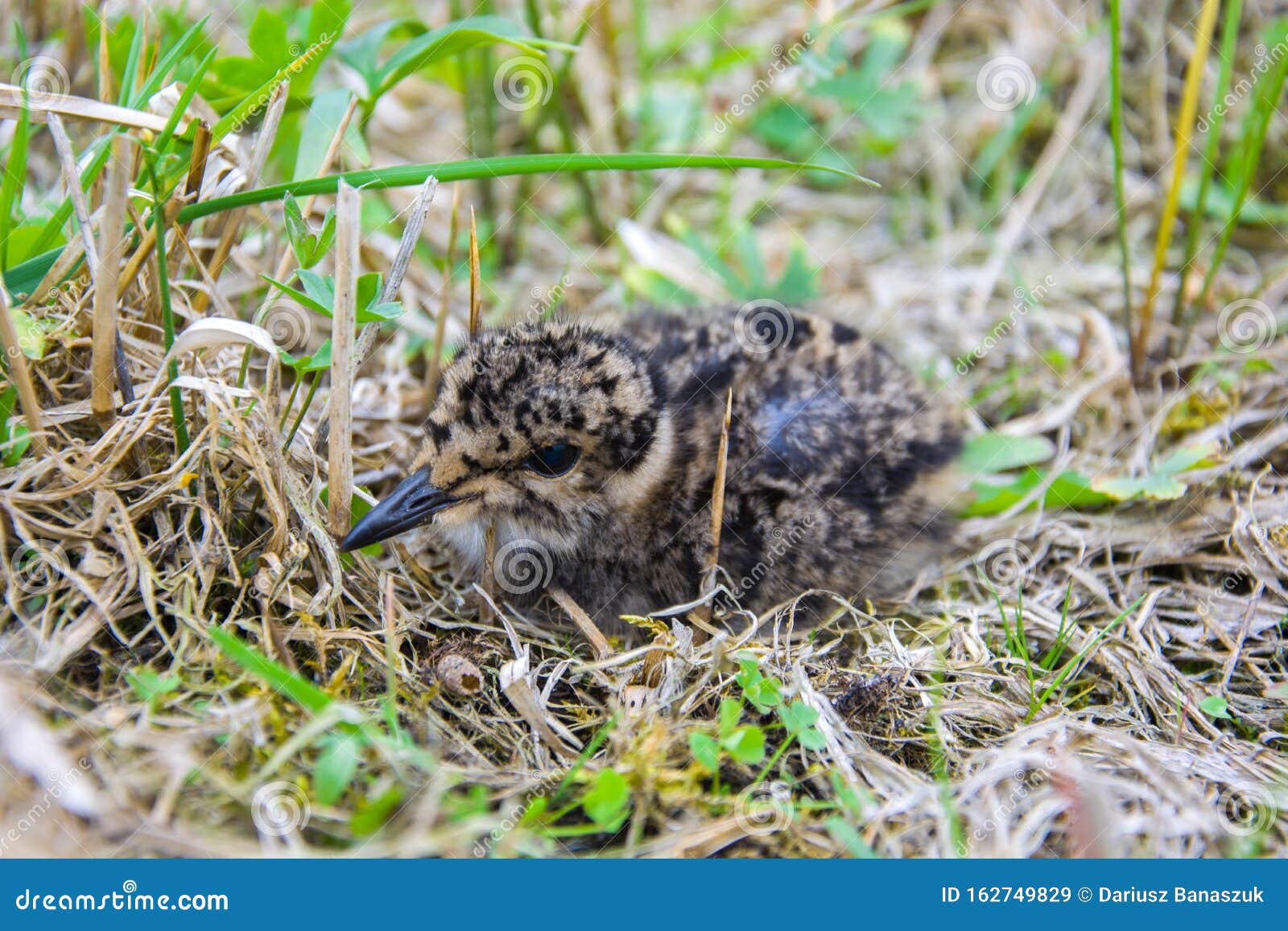 One Tiny Chick Lapwing in the Grass Stock Image - Image of ringing ...