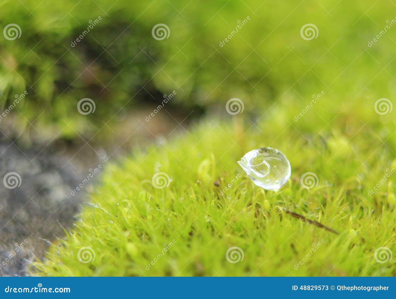 One tiny drop stock image. Image of nature, tiny, vibrant - 48829573