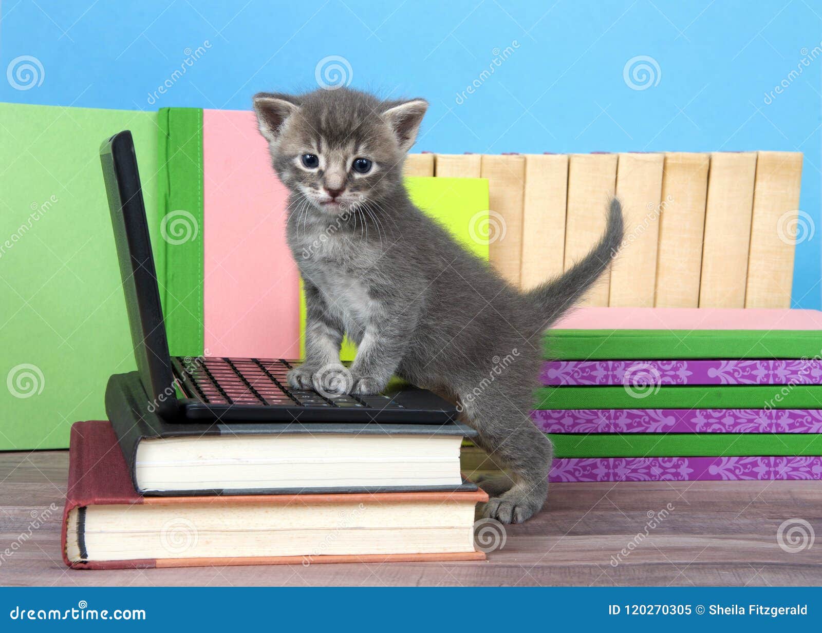 Surprised Grey Kitten on a Miniature Laptop Computer Stock Image ...