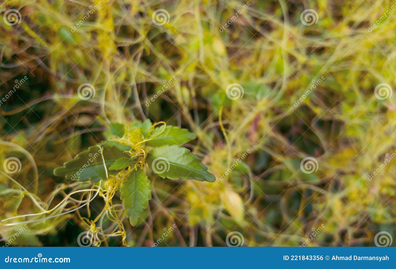 Cuscuta, Dodder, Parasitic Plant On Alfalfa Stock Image | CartoonDealer ...