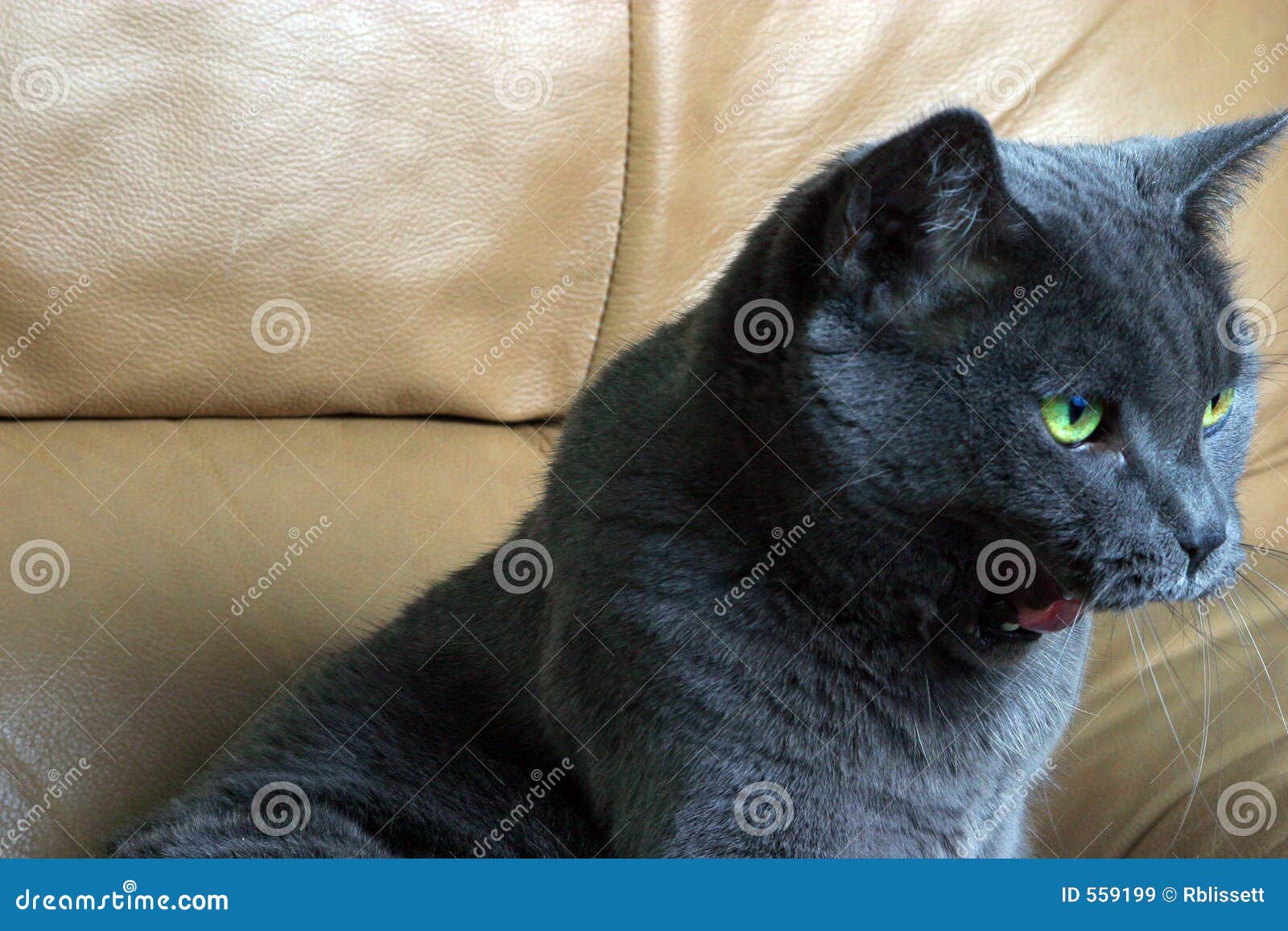 One tired cat stock image. Image of hungry, kitty, waiting - 559199