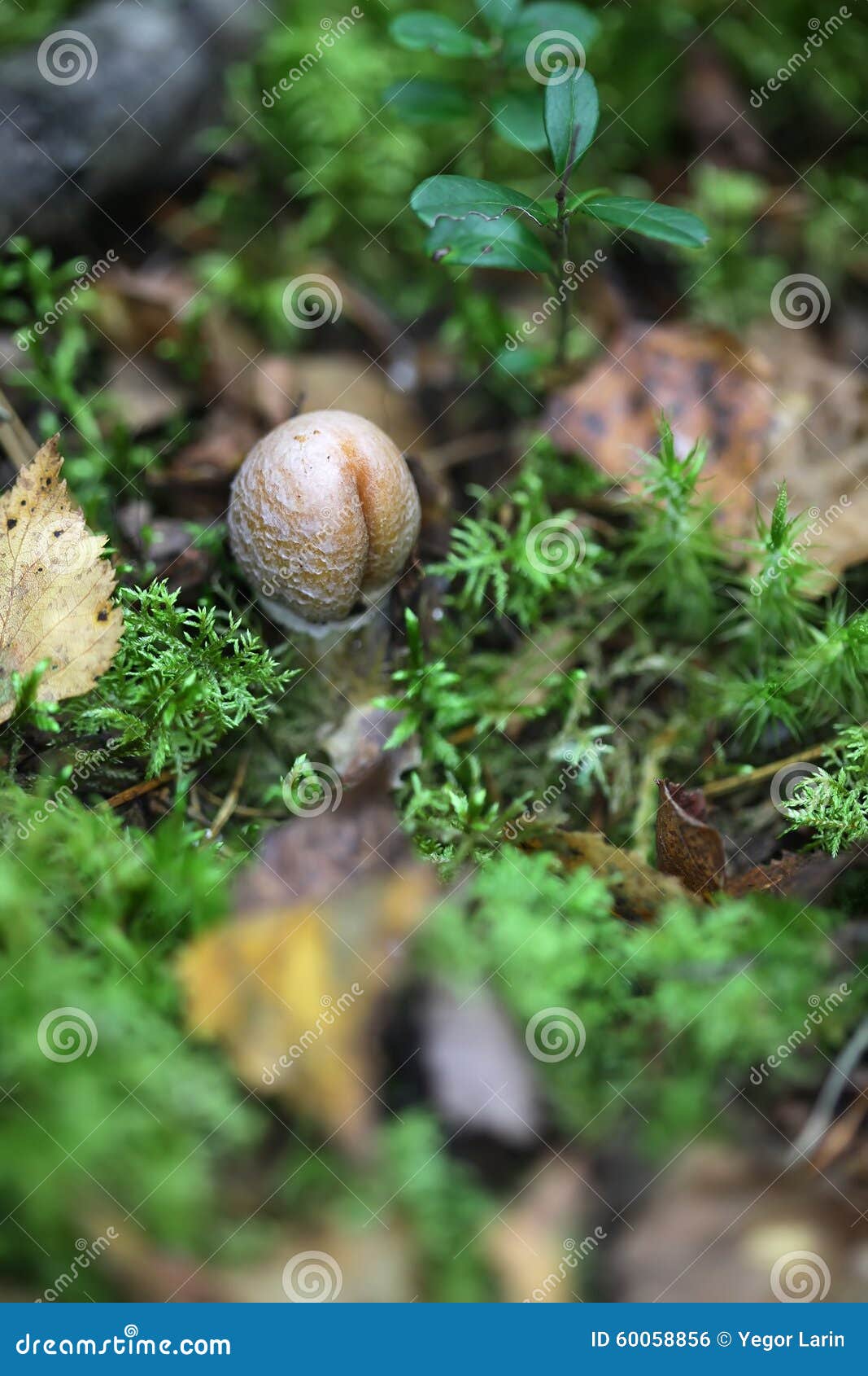 One Toadstool Closeup Similar To a Phallus Stock Photo - Image of ...
