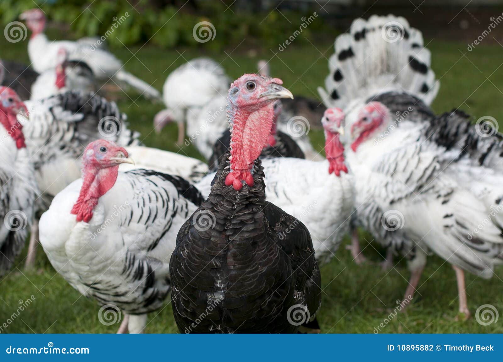 One Tough Bird stock photo. Image of plumage, turkey - 10895882