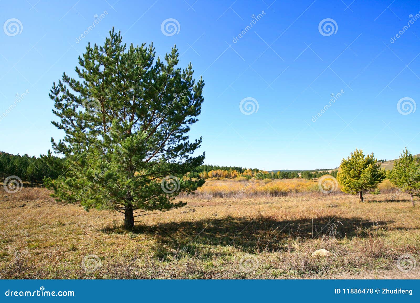 One tree stock photo. Image of panoramic, meadow, landscape - 11886478
