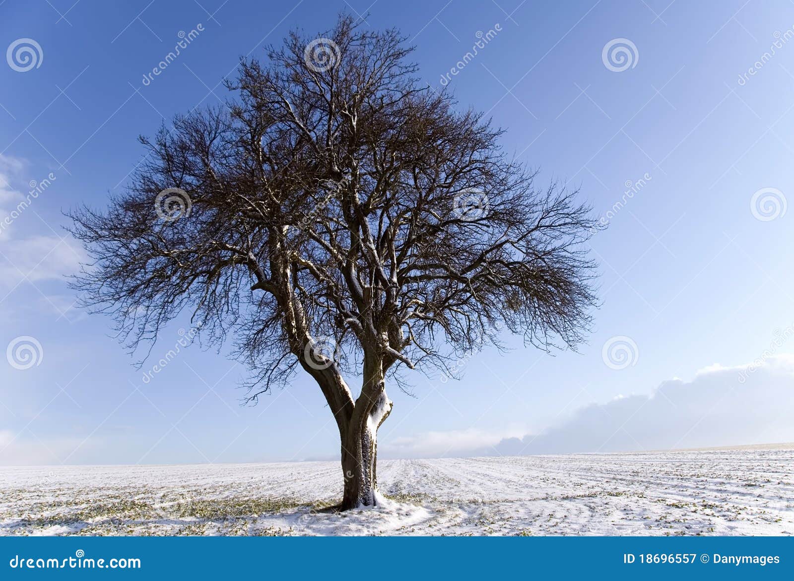 One tree stock image. Image of frozen, tree, isolated - 18696557