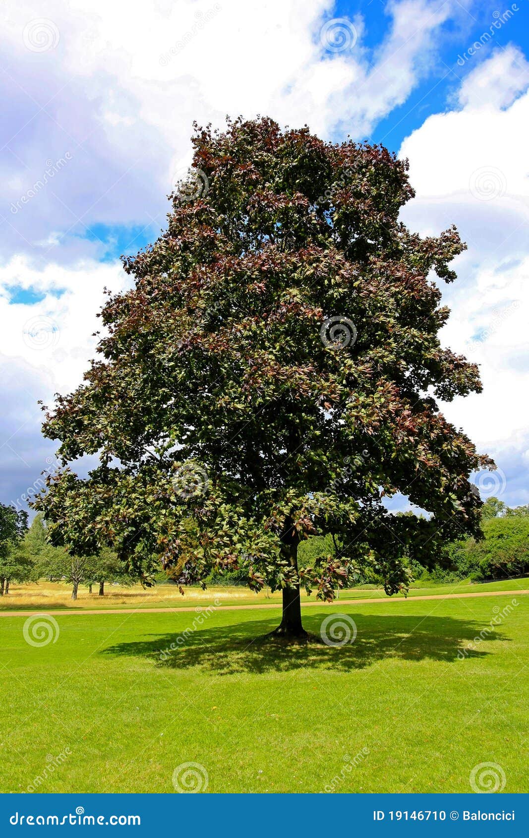 One tree stock photo. Image of plants, grass, forest - 19146710