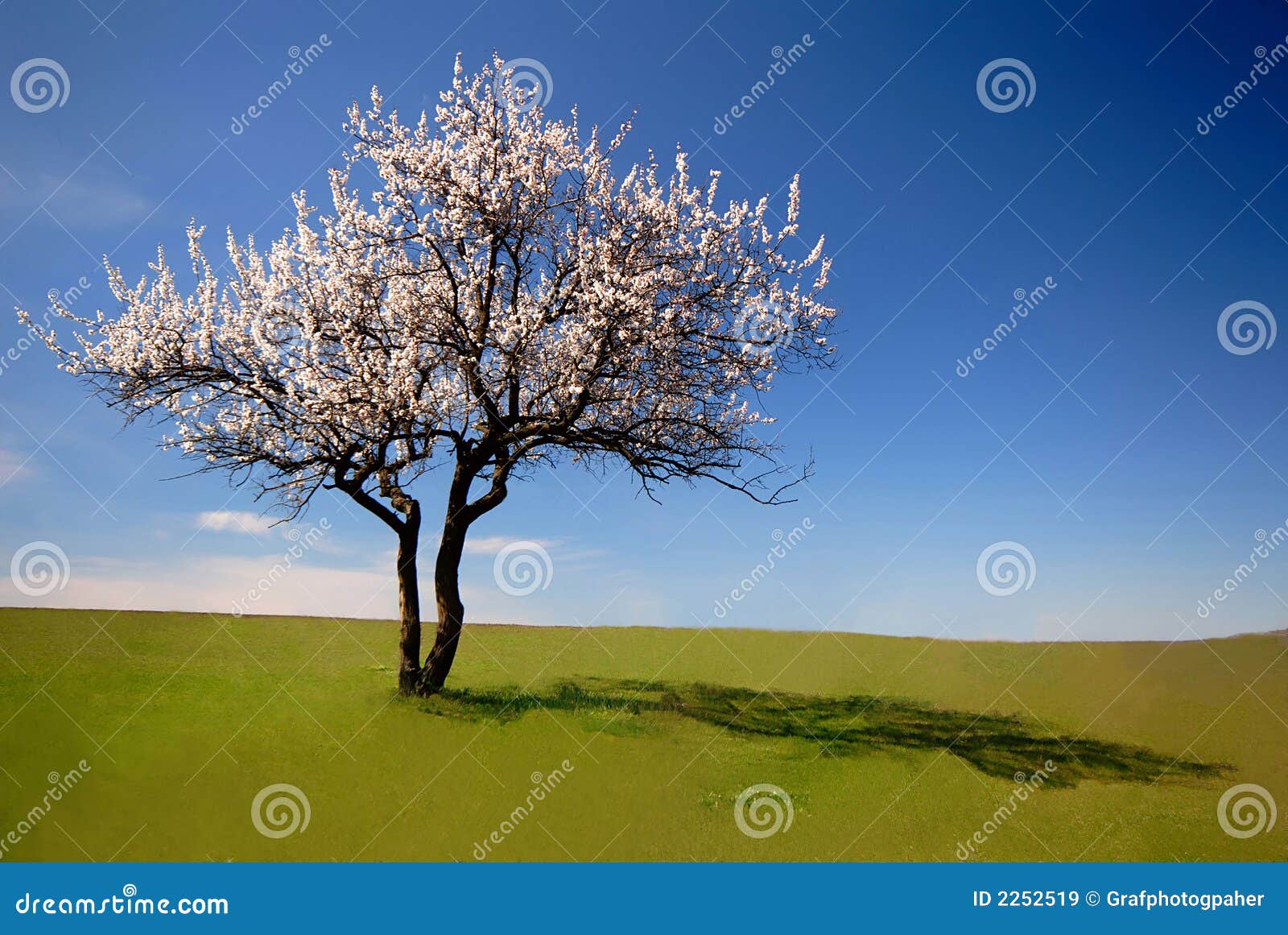 One tree stock image. Image of space, flower, cloud, green - 2252519