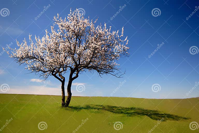 One tree stock image. Image of space, flower, cloud, green - 2252519