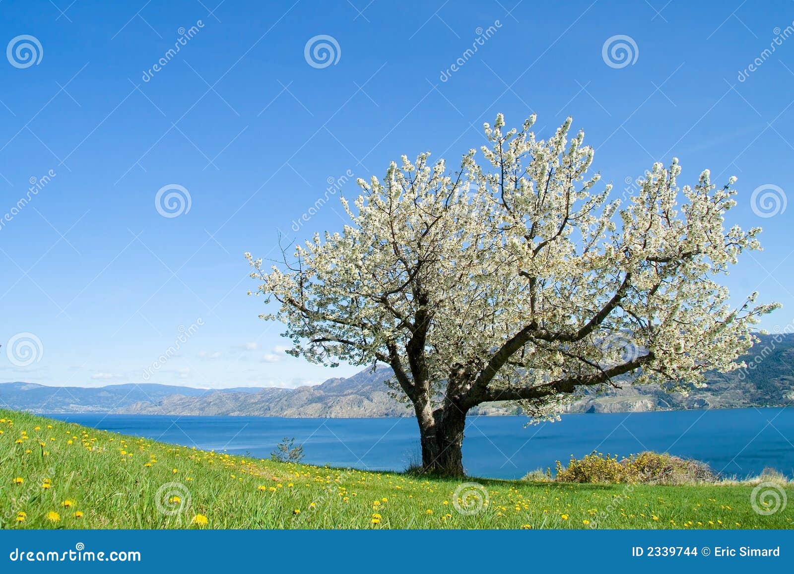 One tree stock photo. Image of majestic, beautiful, countryside - 2339744
