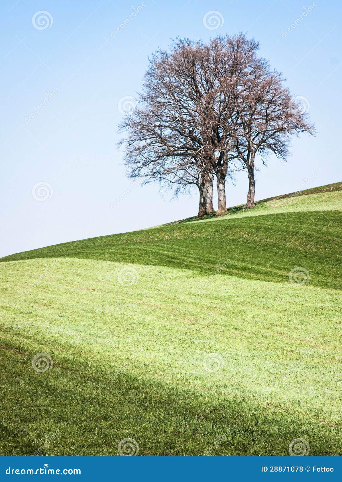 One tree stock photo. Image of land, copy, blue, fall - 28871078