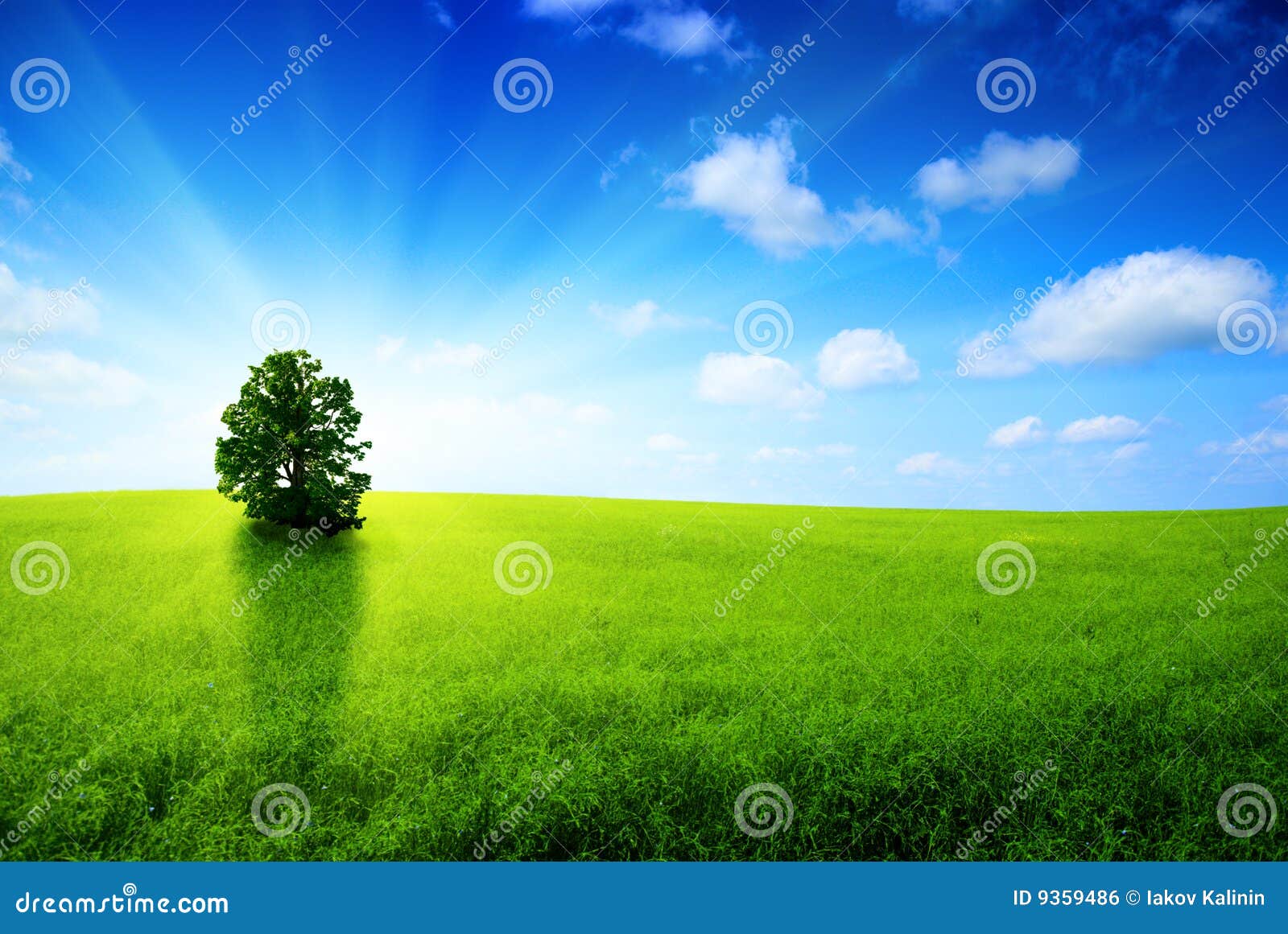One tree stock photo. Image of field, forest, outdoor - 9359486
