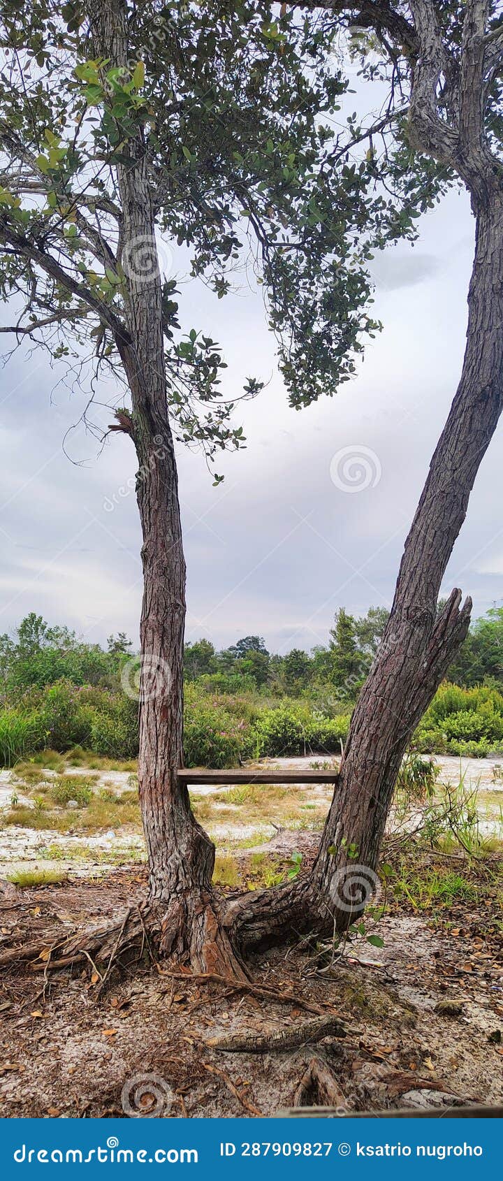 One Tree Becomes Two but the Same Stock Image - Image of tree, still ...