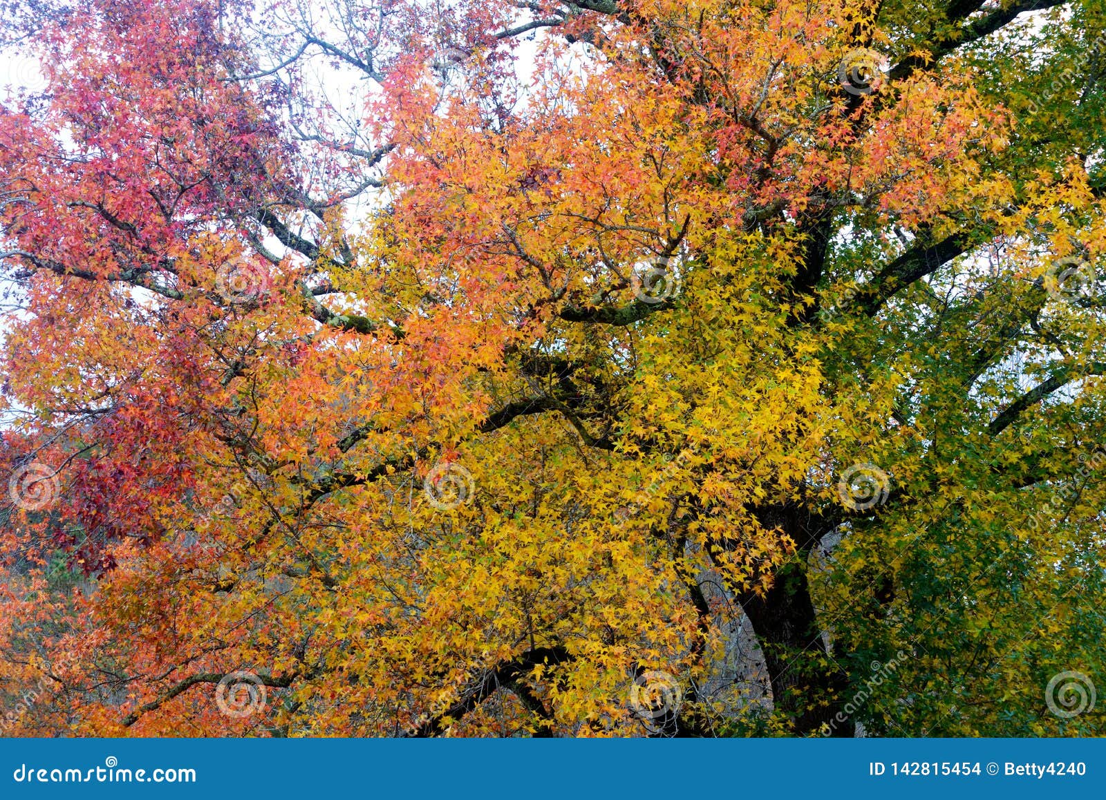 Tree Changing Colors from Green To Red. Stock Photo - Image of changing ...