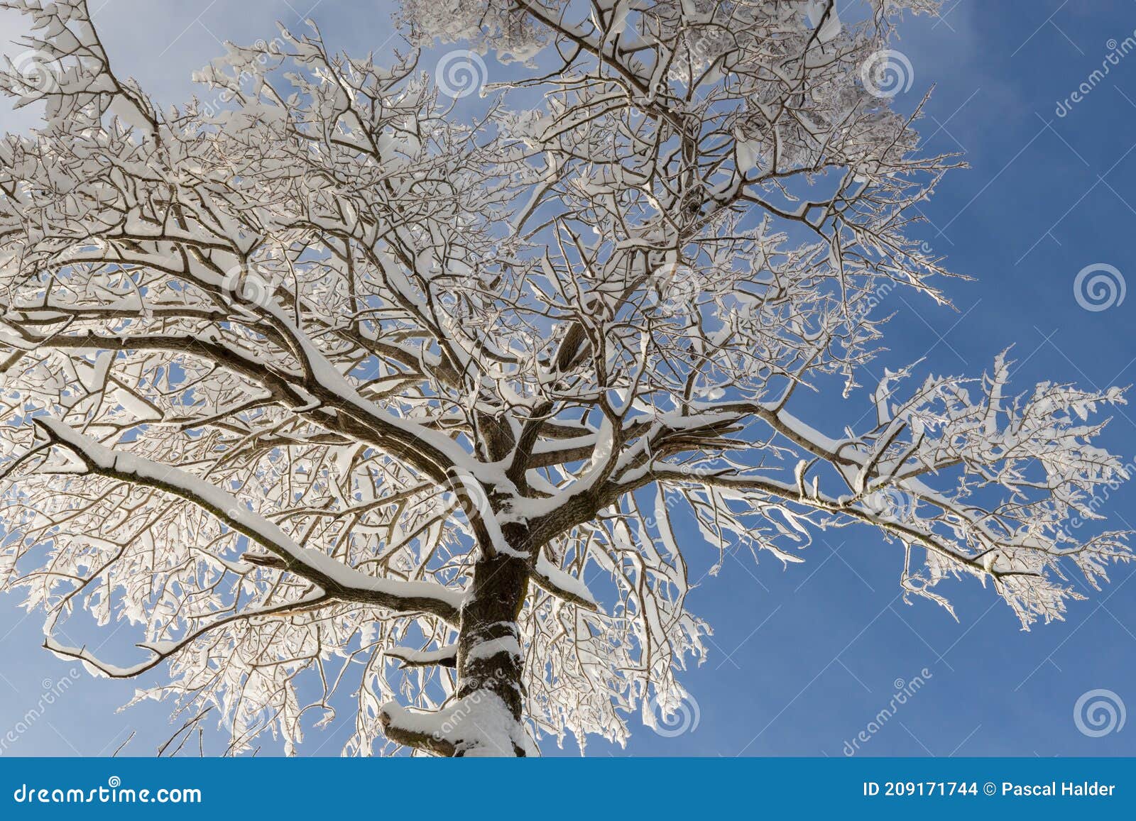 One Tree Covered with Ice and Snow in Winter with Blue Sky Stock Photo ...