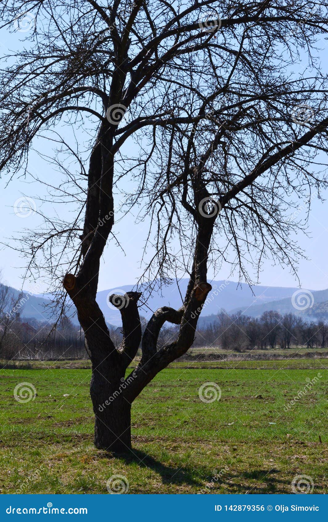 Tree with curved branches stock photo. Image of branch - 142879356