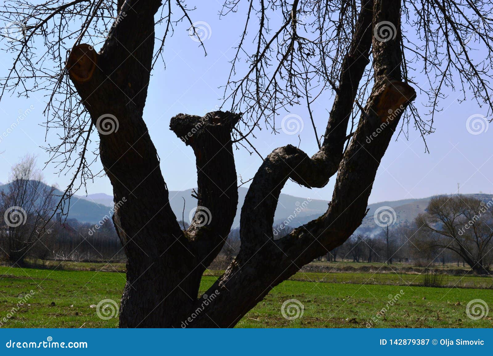 Tree with curved branches stock image. Image of branches - 142879387