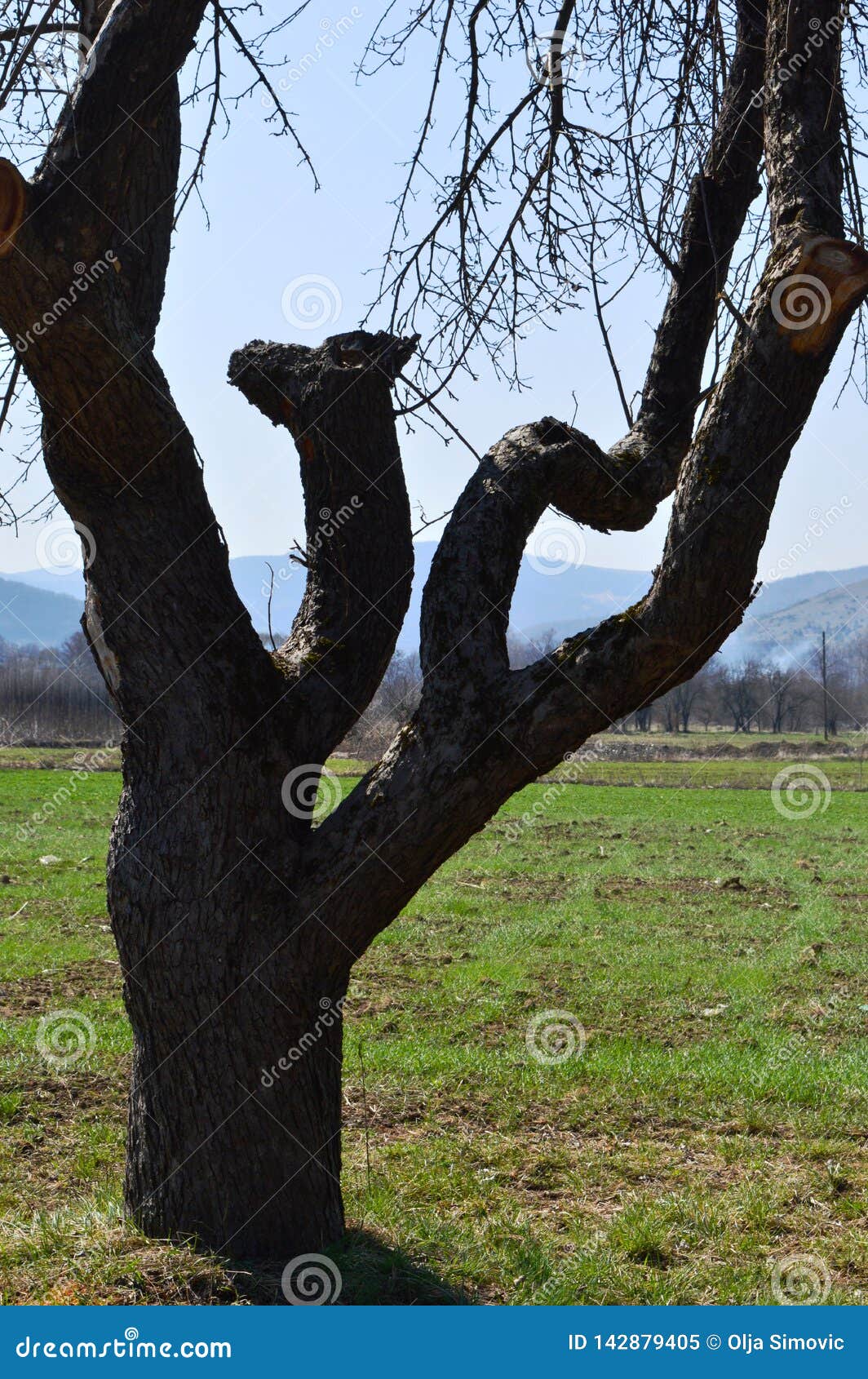 Tree with curved branches stock image. Image of plant - 142879405