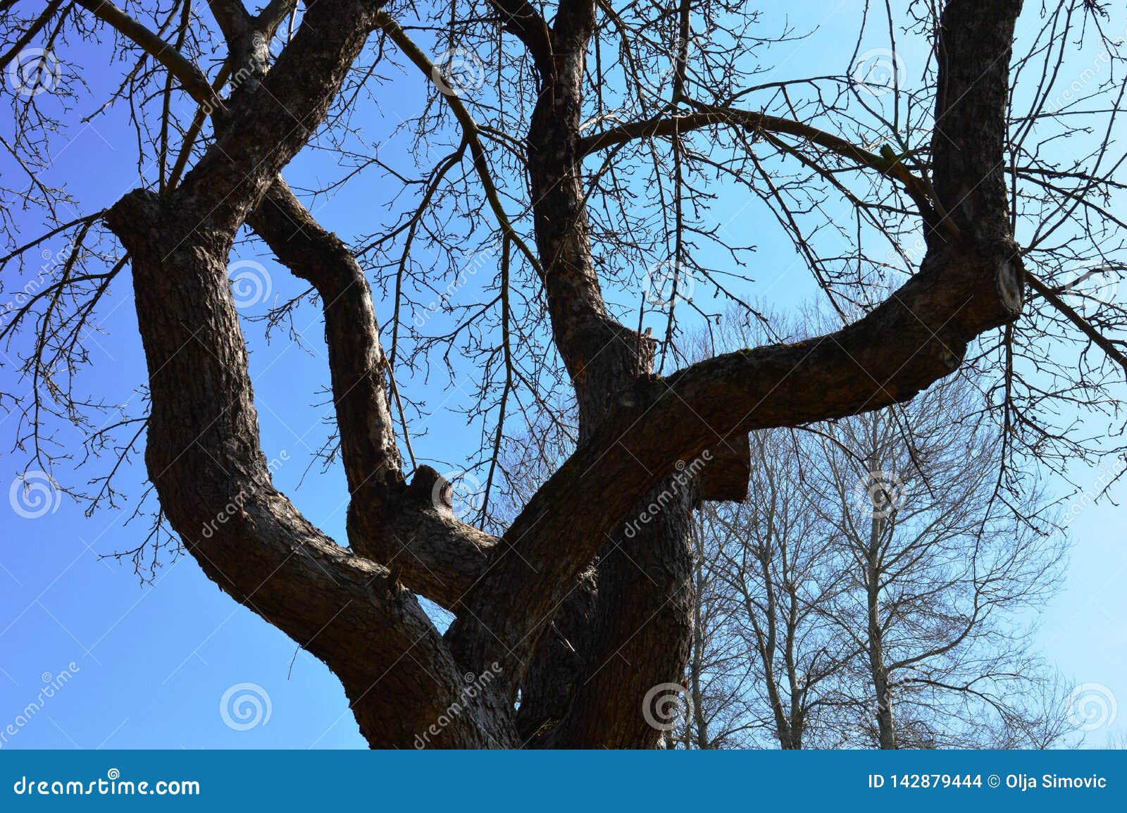 Tree with curved branches stock photo. Image of tree - 142879444
