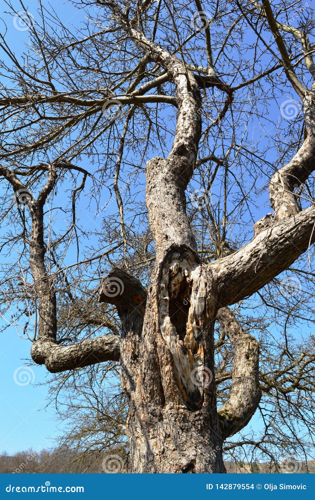 Tree with curved branches stock photo. Image of branches - 142879554