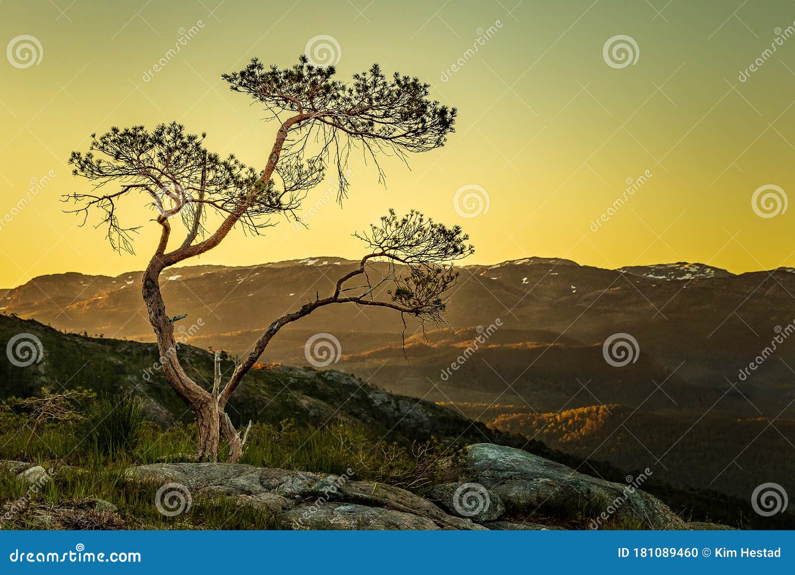 One tree at the edge stock photo. Image of mountain - 181089460
