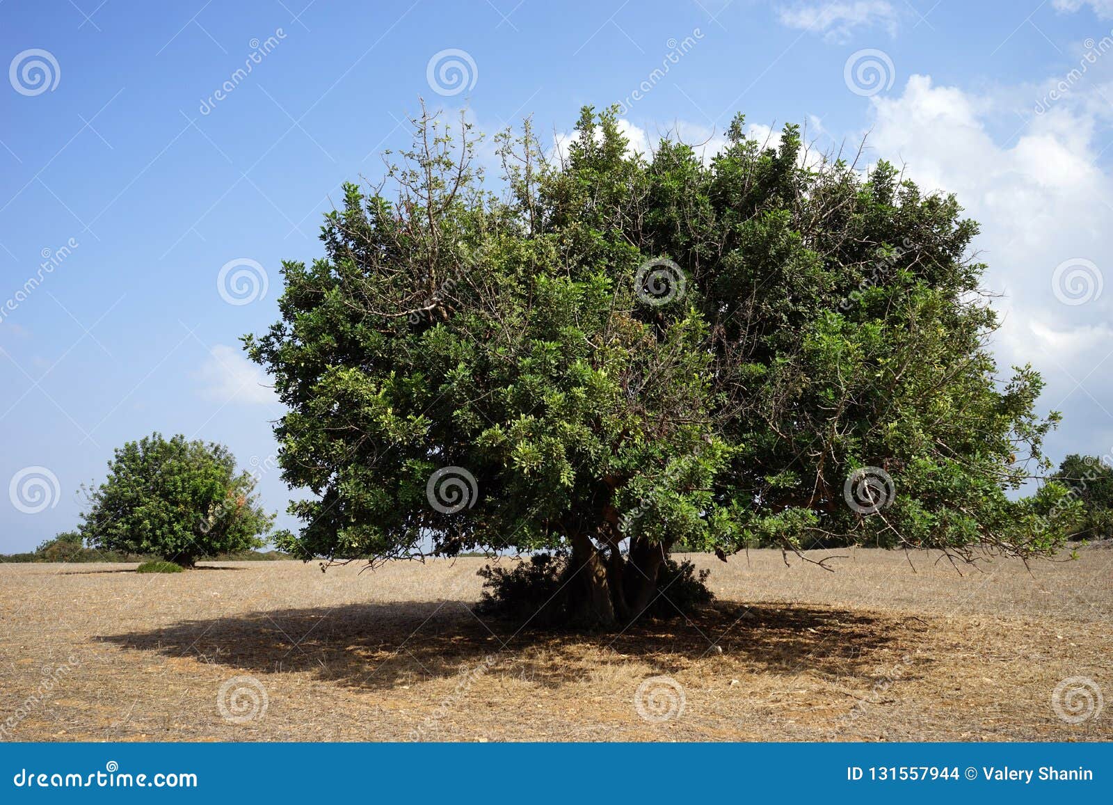 One tree on the farm field stock photo. Image of farm - 131557944