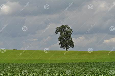 One Tree Field stock photo. Image of earth, gray, fields - 12497992