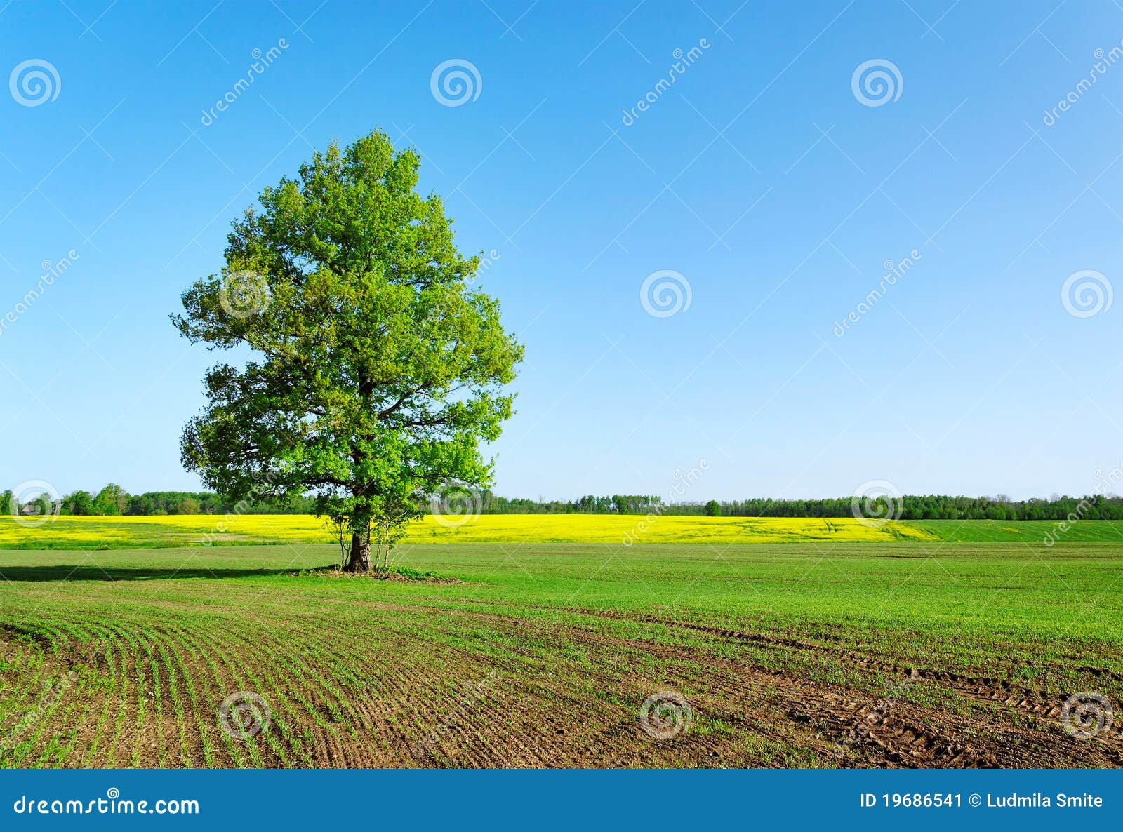 One tree on the field. stock image. Image of industry - 19686541