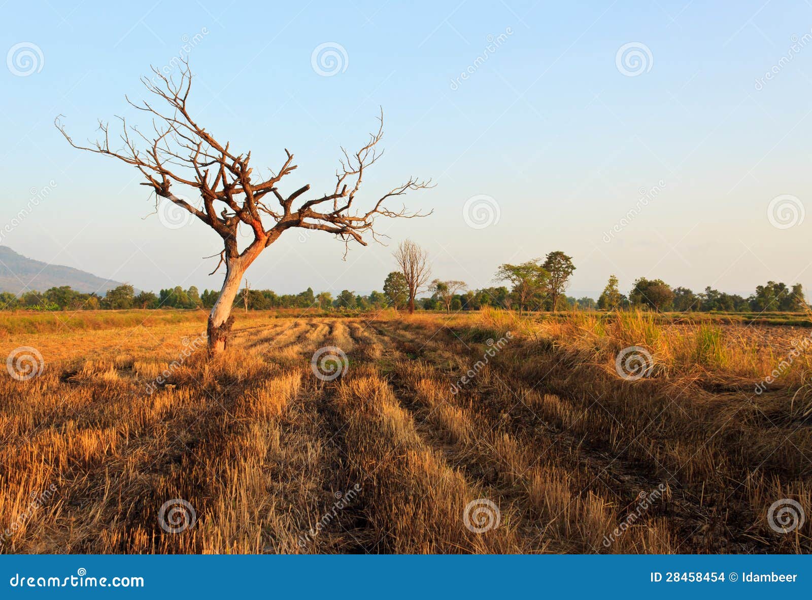 One tree in the field stock photo. Image of outdoor, environment - 28458454