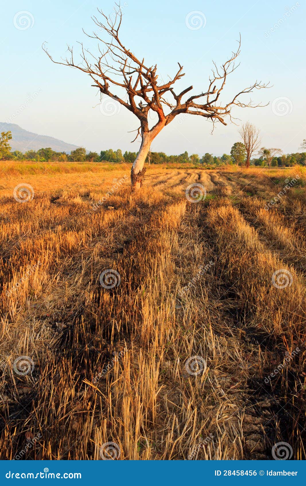 One tree in the field stock photo. Image of calm, cloud - 28458456