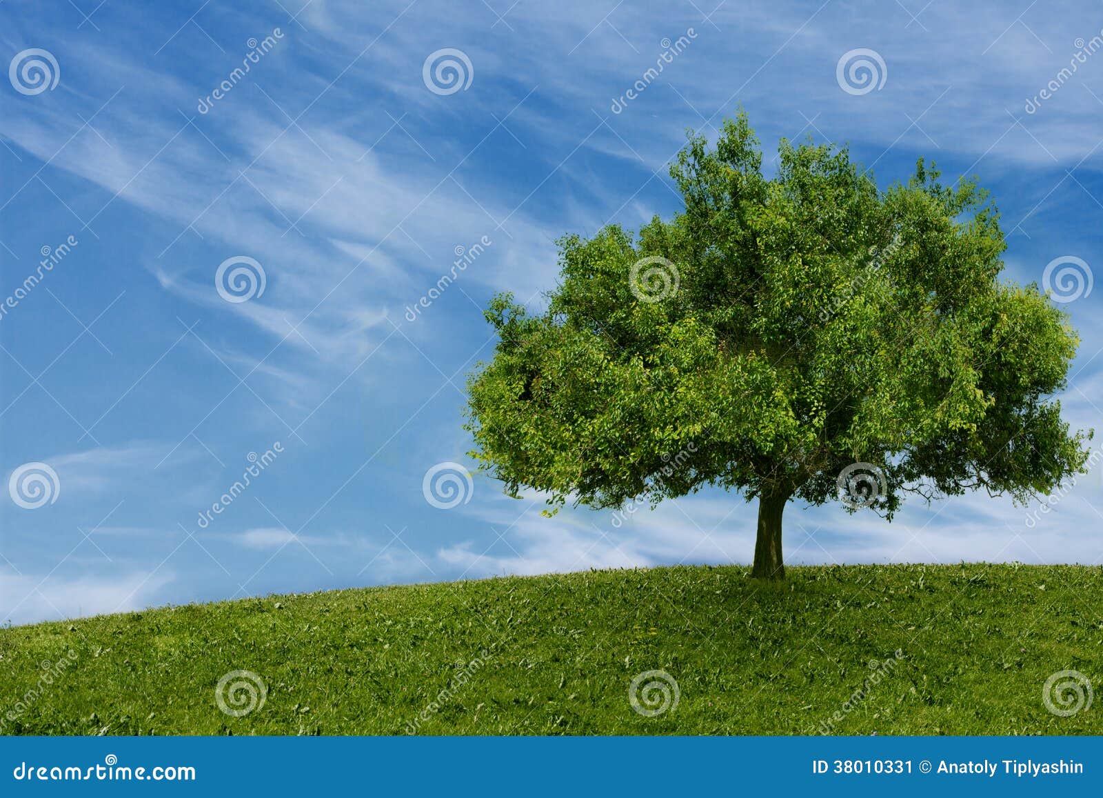 One tree in field stock image. Image of landscape, grass - 38010331