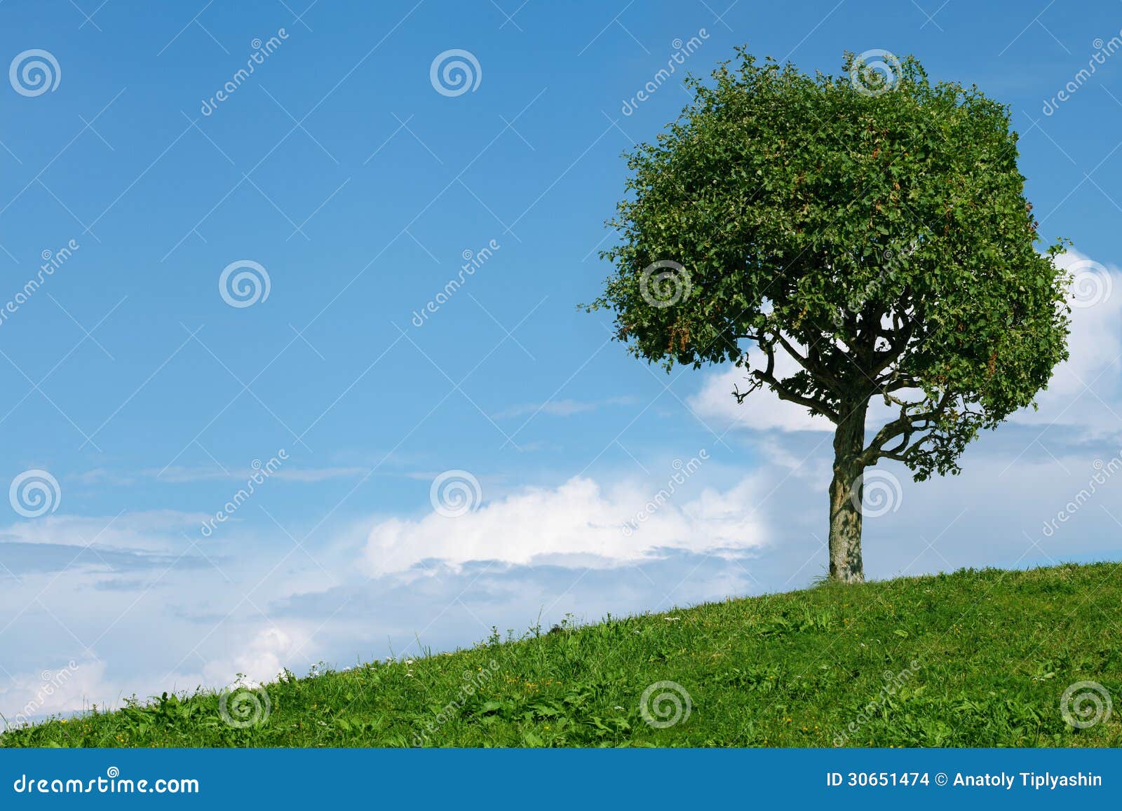 One tree in field stock photo. Image of branch, landscape - 30651474