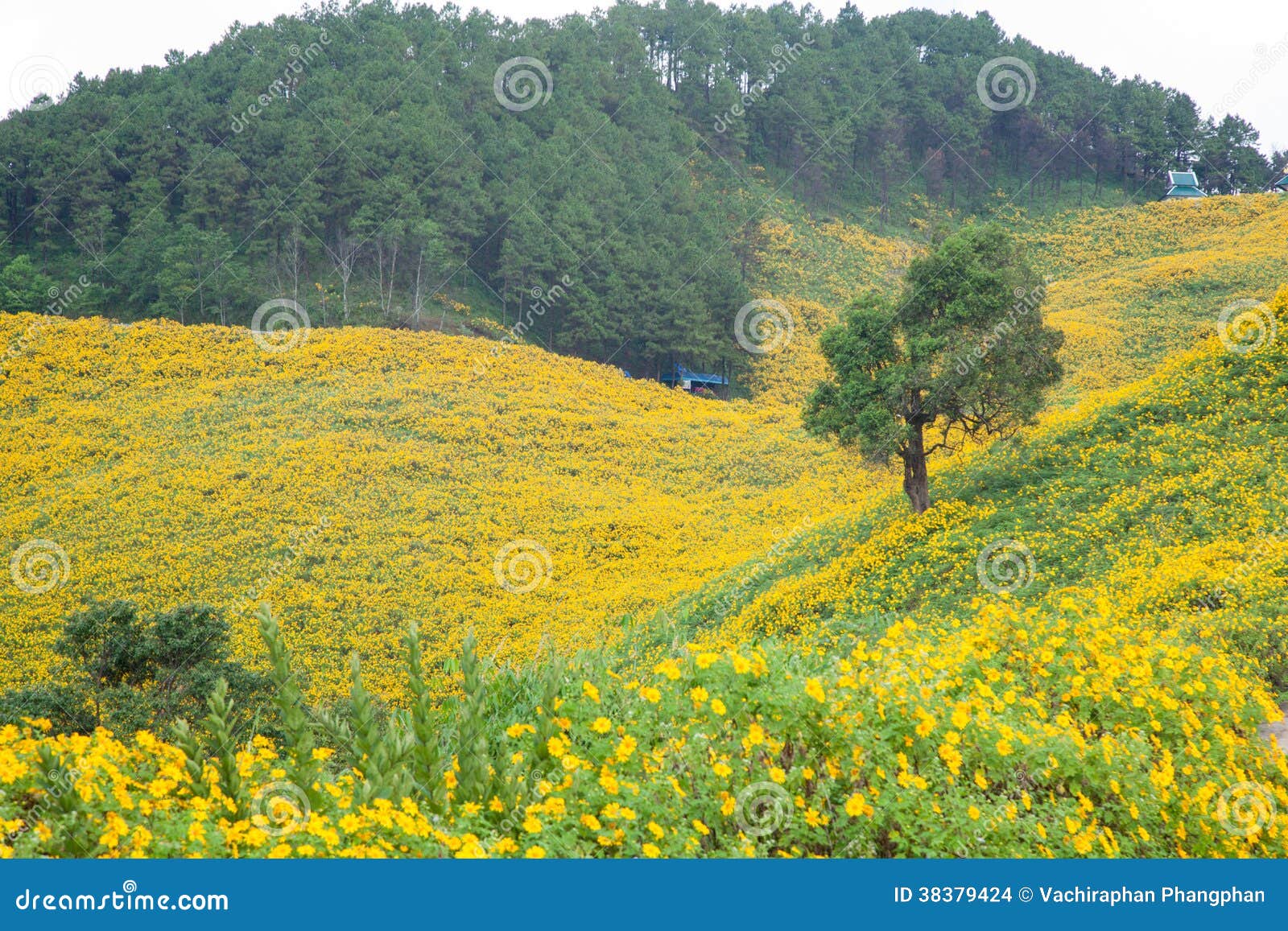 One Tree in a Field of Flowers. Stock Photo - Image of greenery, bright ...